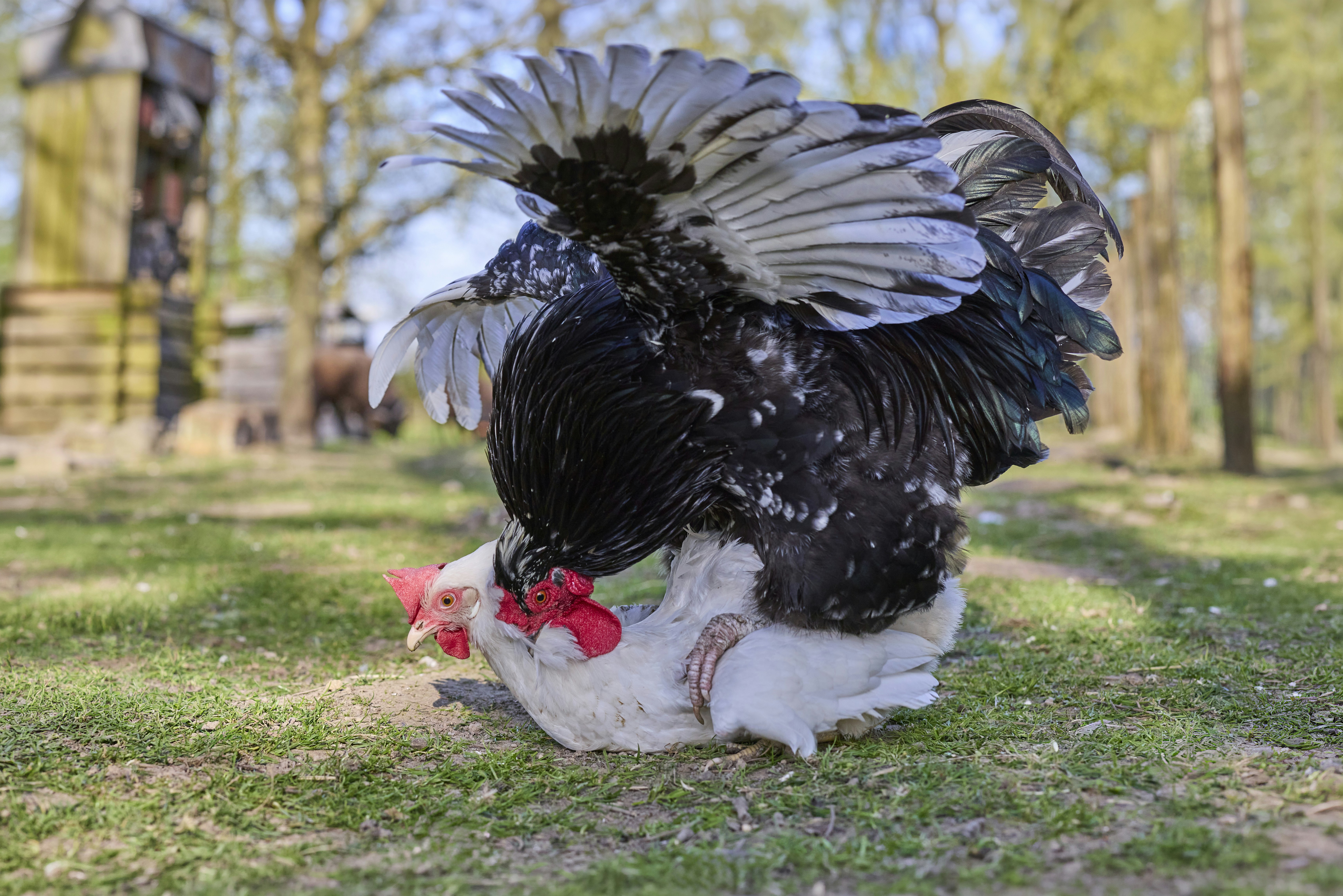 Winged Confusion: A Hen Demonstrates a Dramatic Spread in Dappled Park Light
