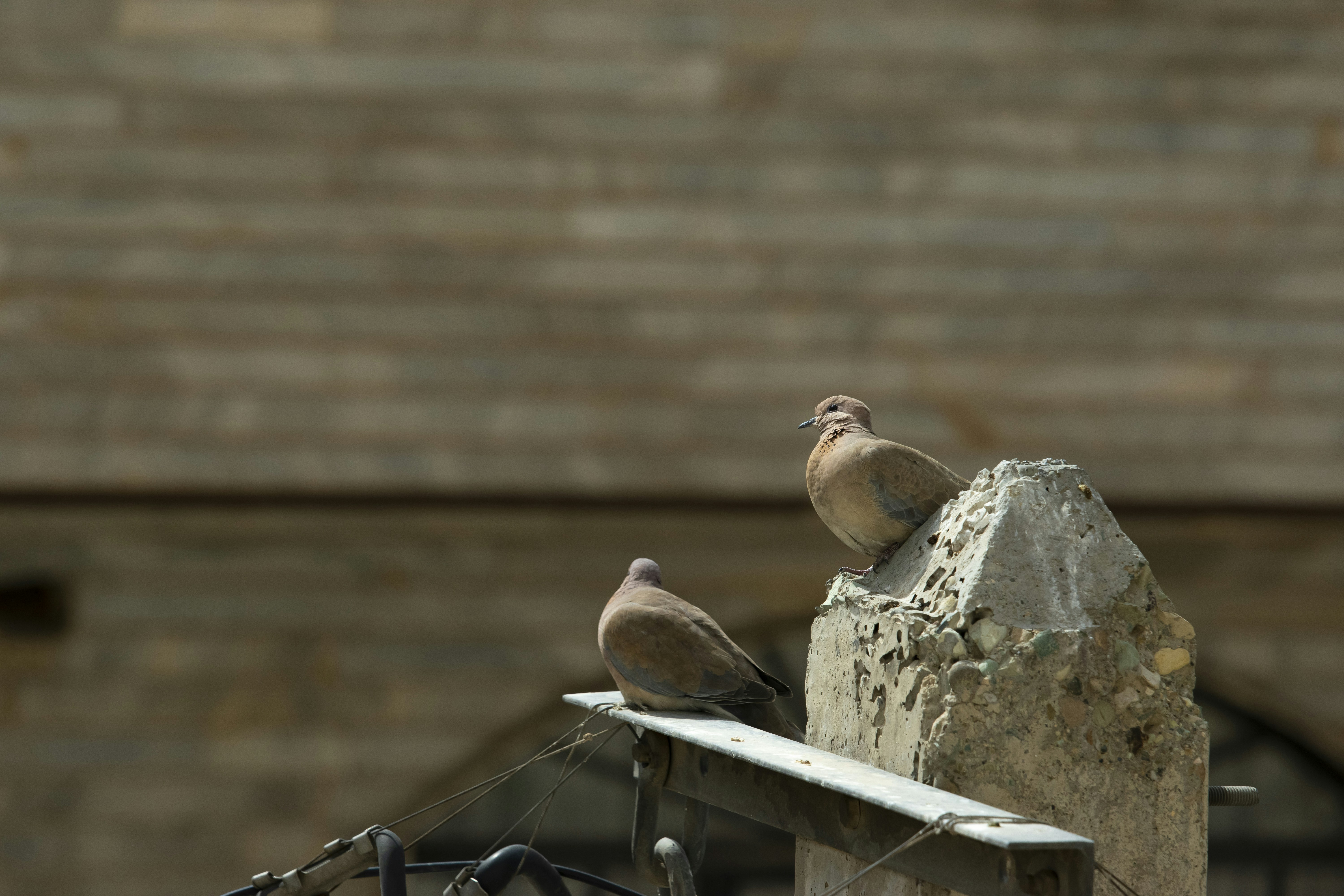 Two Dovecotes Perched on a Weathered Rooftop