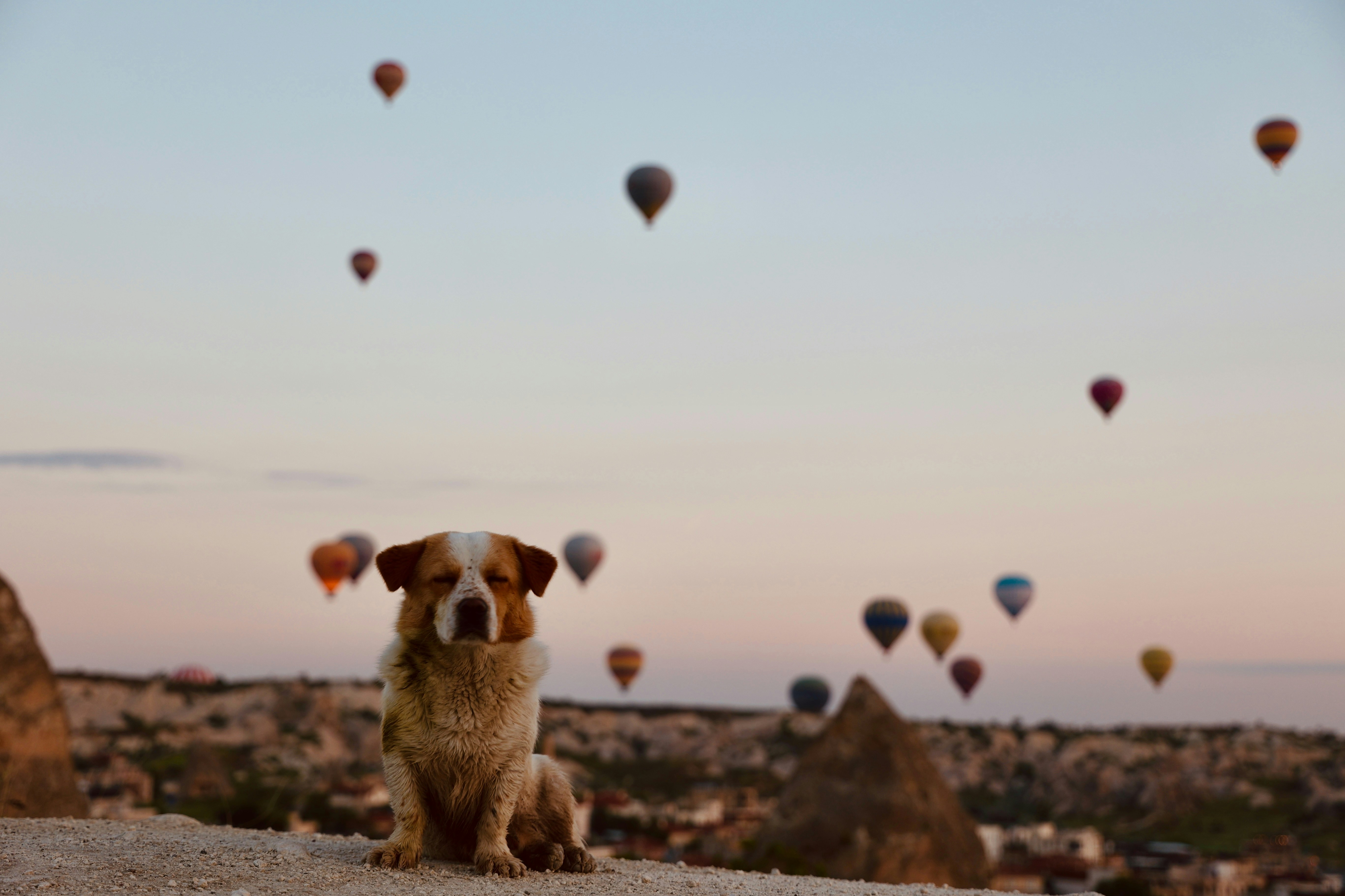 Puppy Watch over the Balloon Valley at Dawn