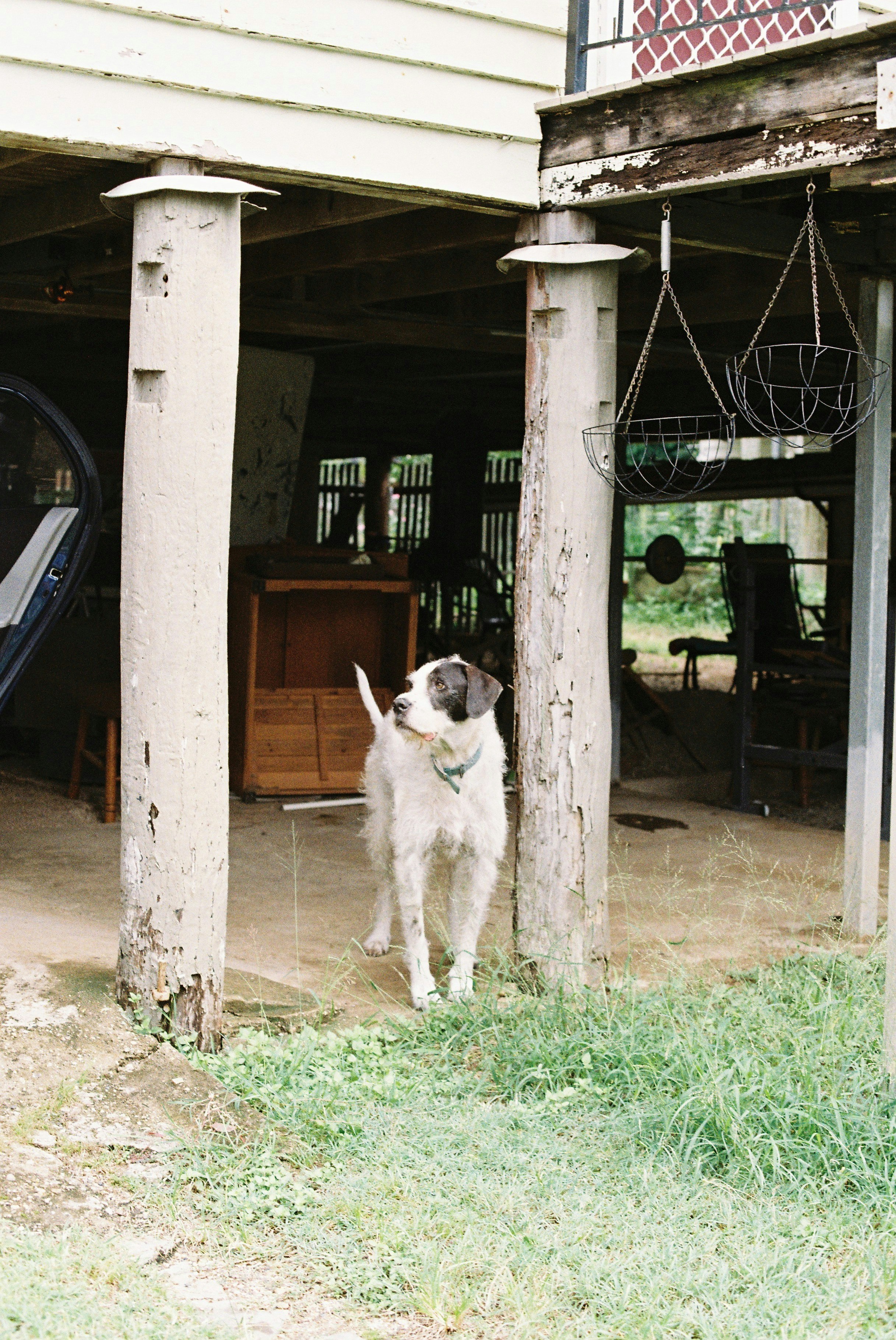 Curious Dog at the Edge of the Porch