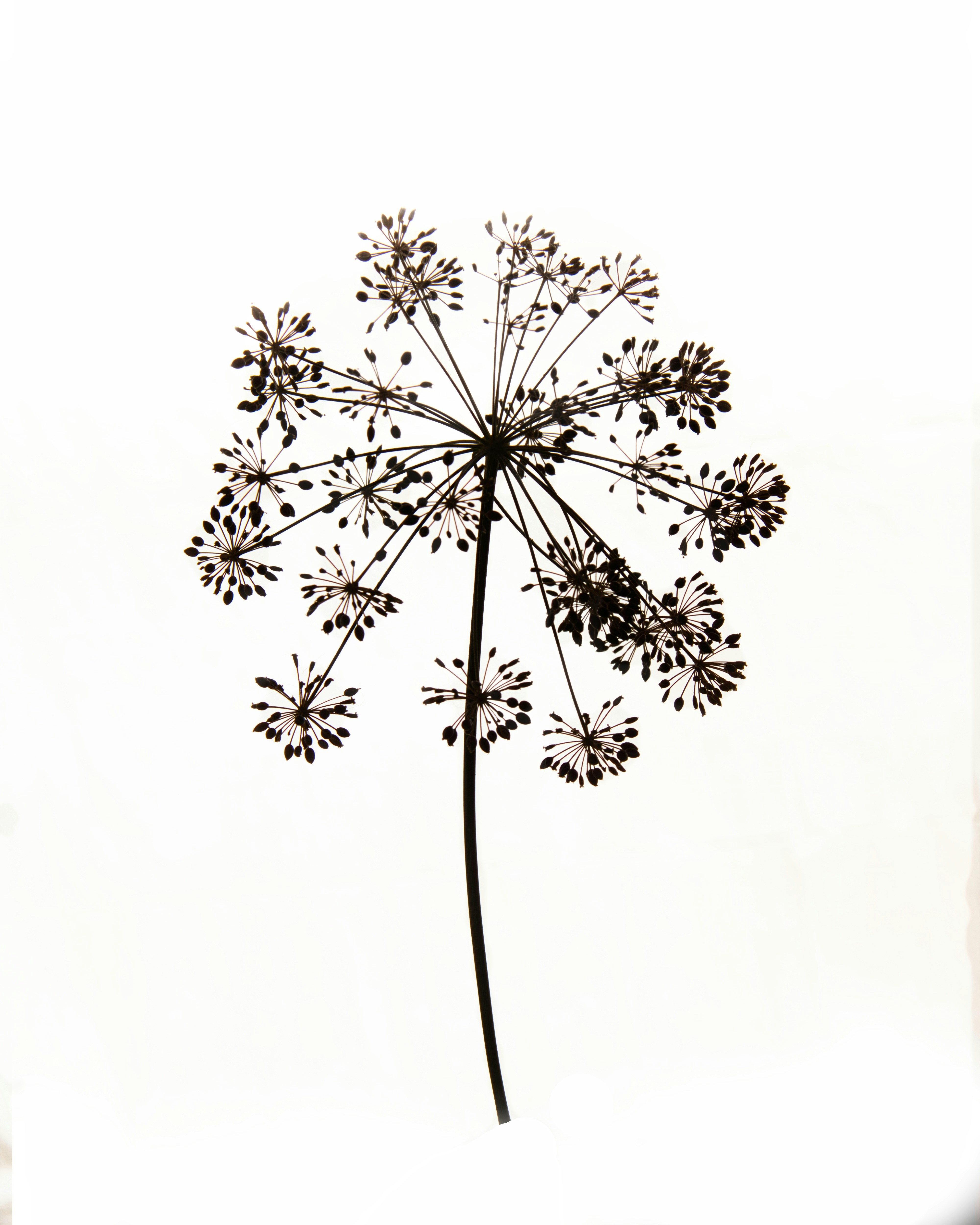 Silhouette of a Dandelion-like Umbrella Bloom in Negative Space