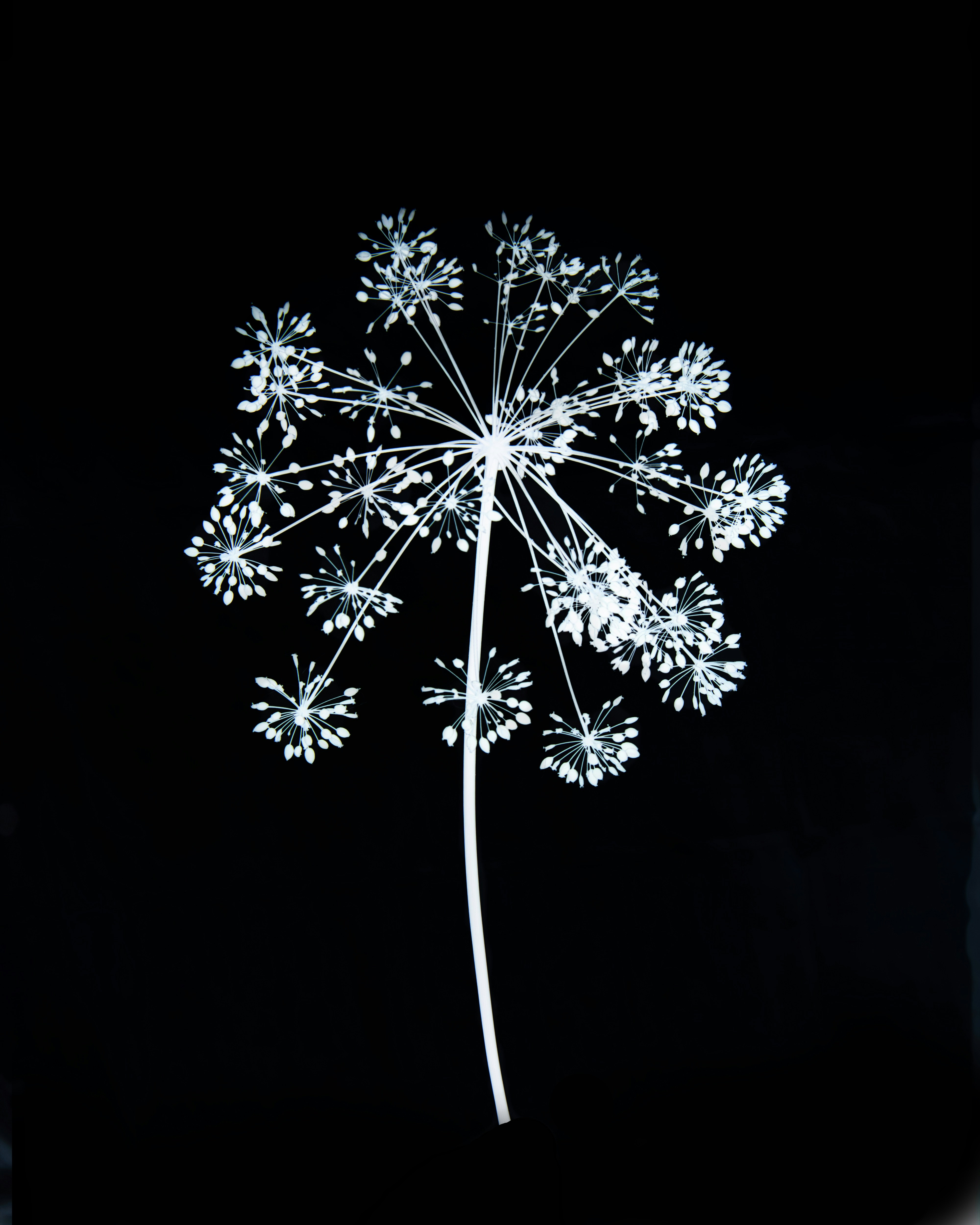Stellar Umbellifer: A Night Portrait of an Allium Silhouette