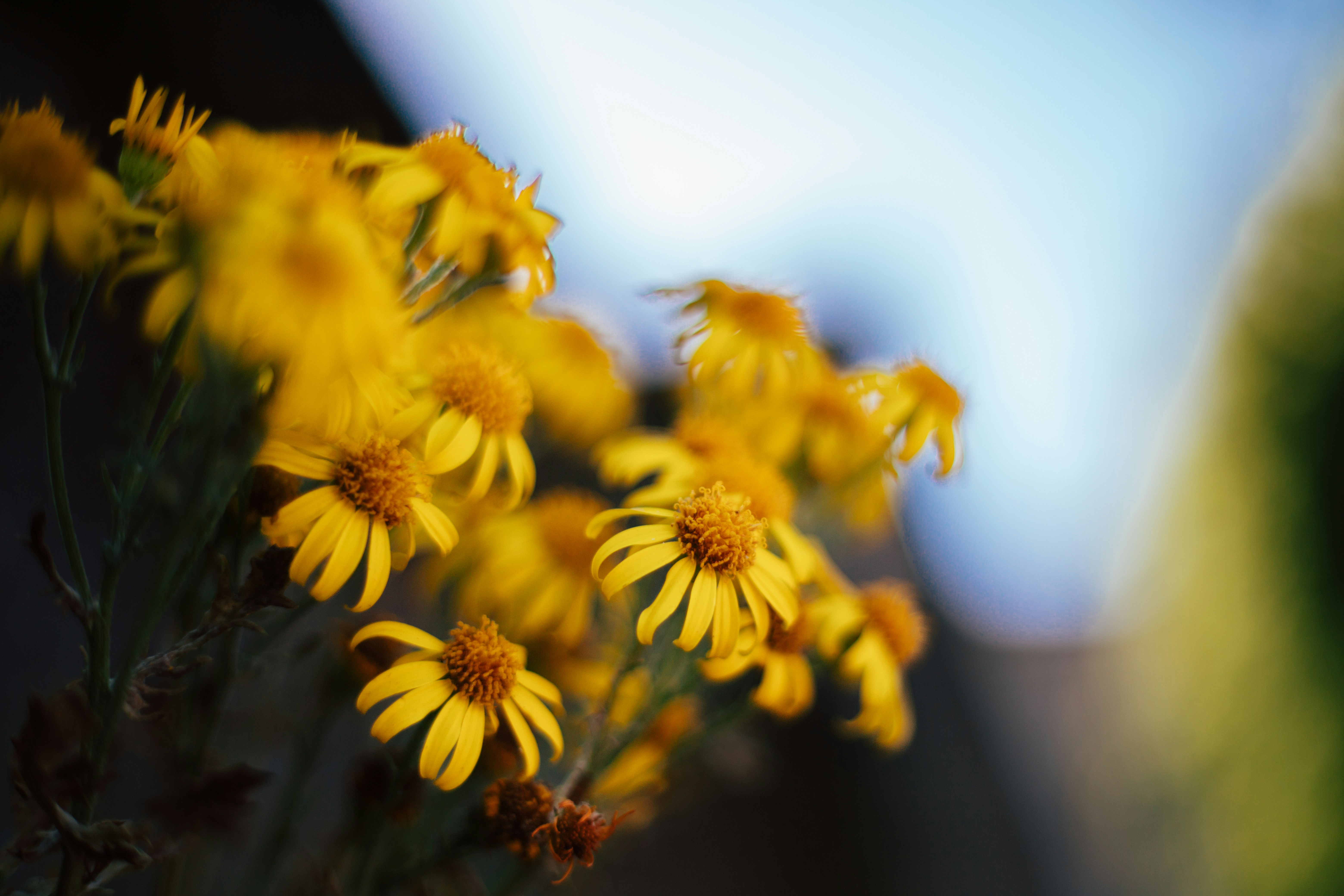 Sunlit Yellow Blooms Reaching Toward the Light