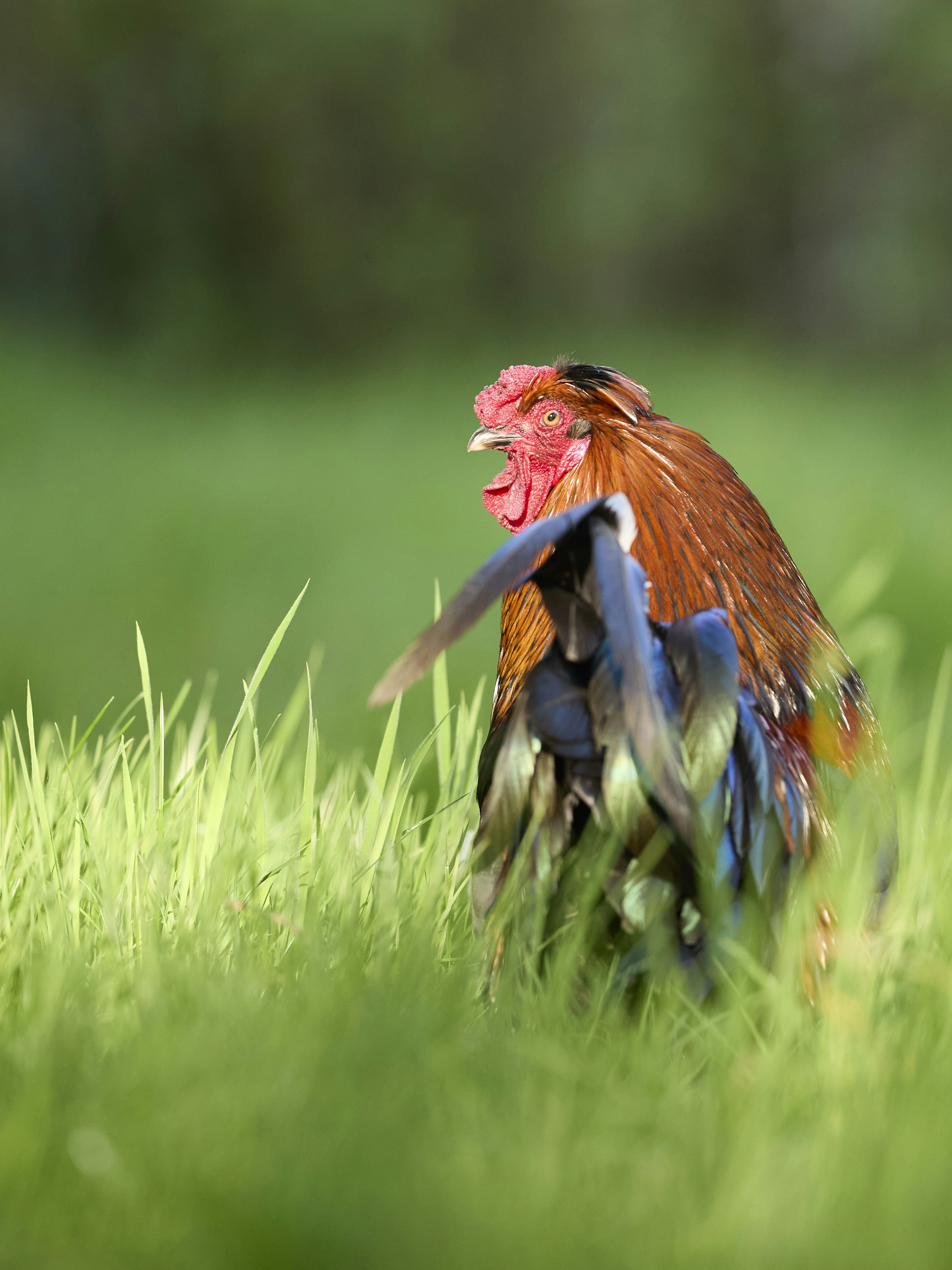 Feathered Standoff: A Rooster Emerges from the Verdant Field