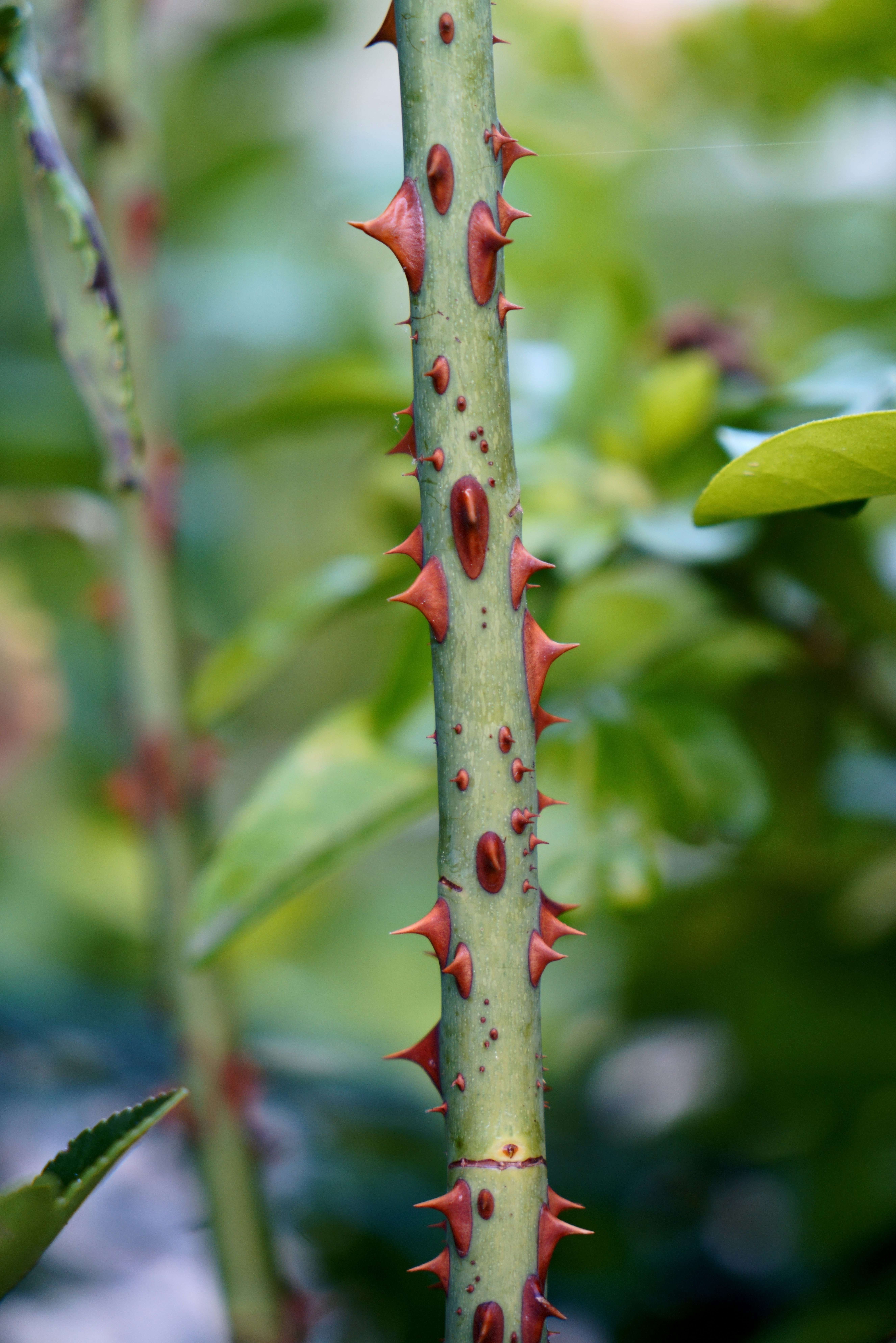 Midline of Thorned Stem: A Close-Up of Aggressive Red Spines