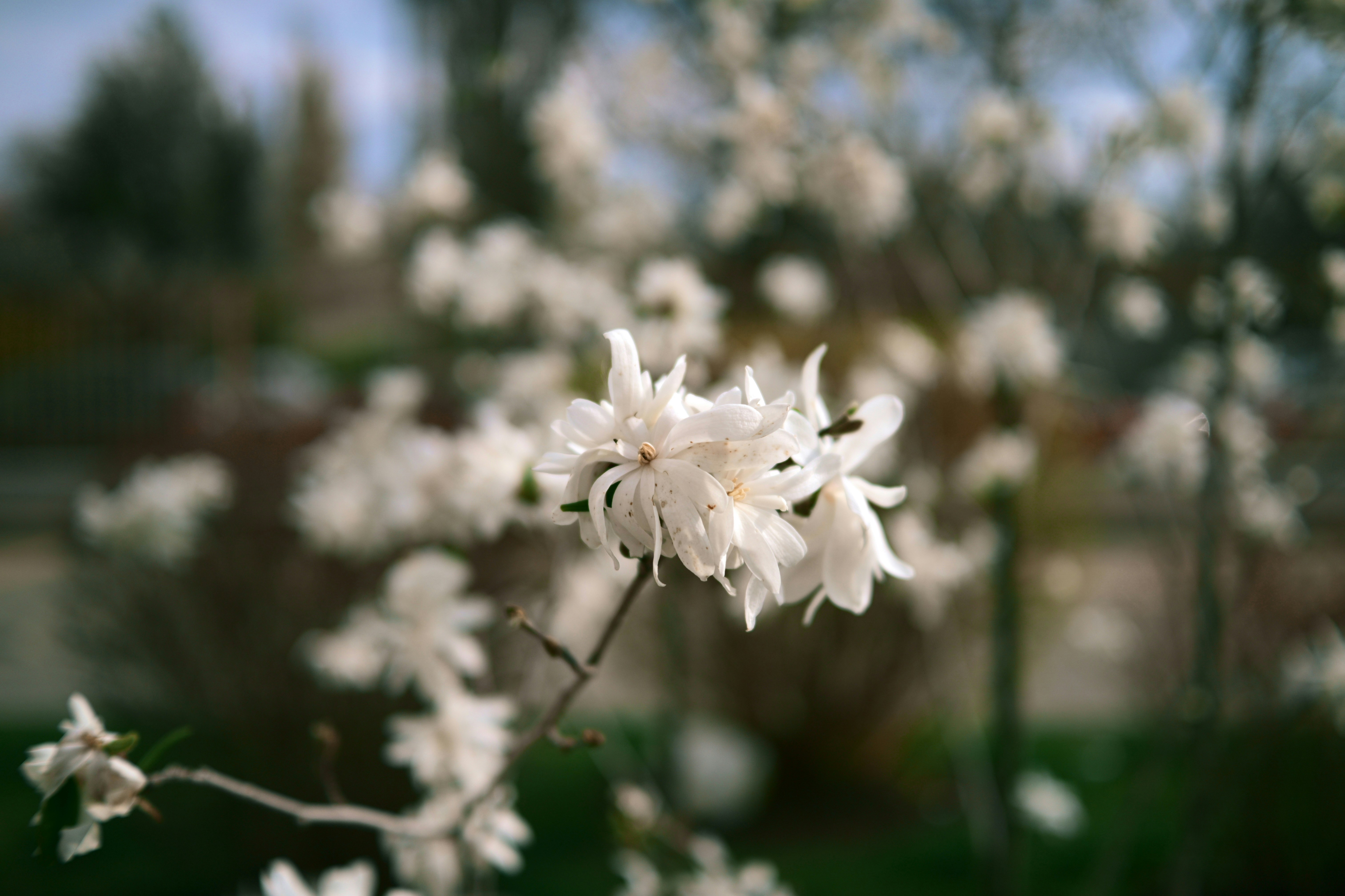 Blooming Whisper: White Flowers in Soft Focus Garden