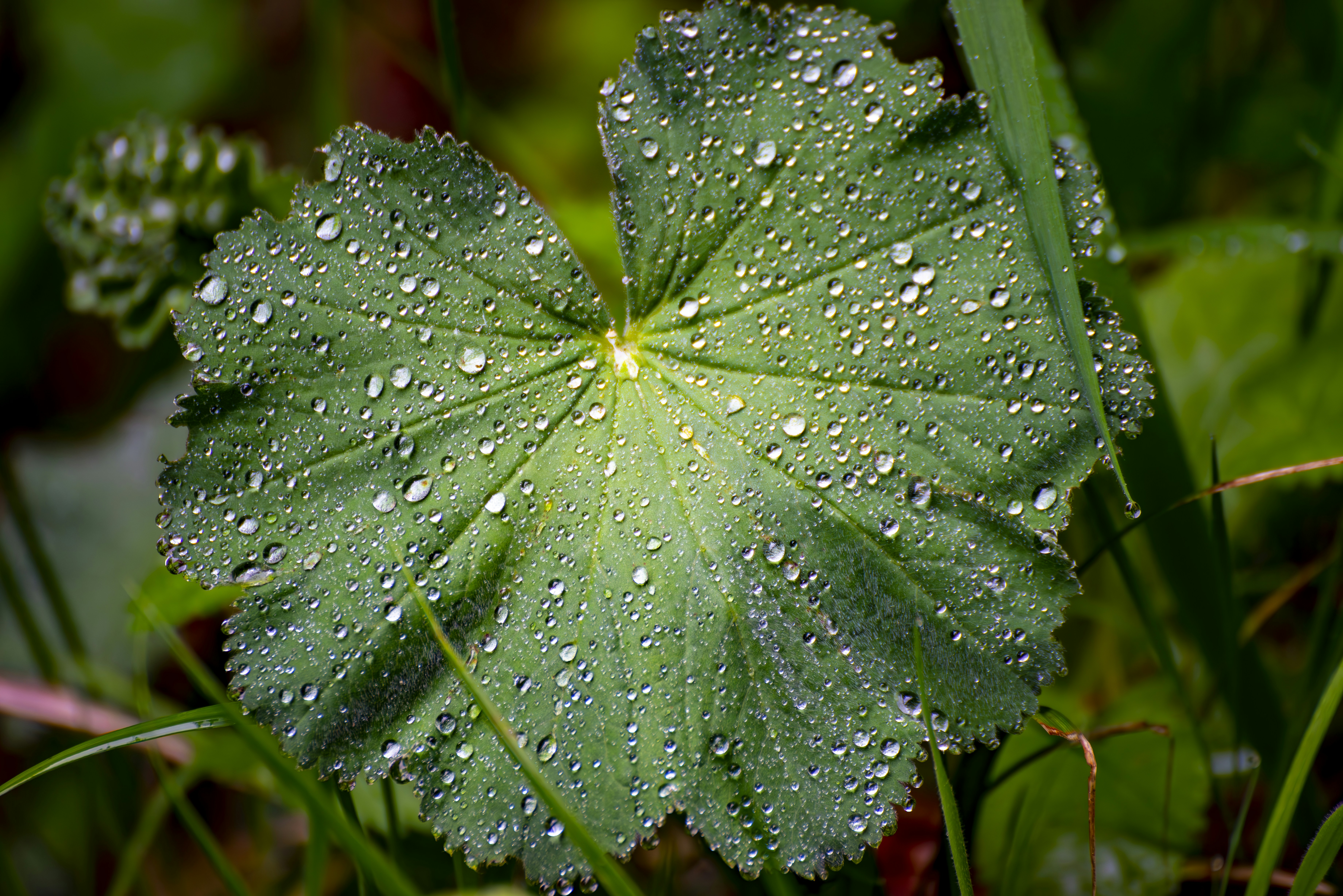 Dew-kissed Green Leaf: a Circular Veinwork in Morning Light