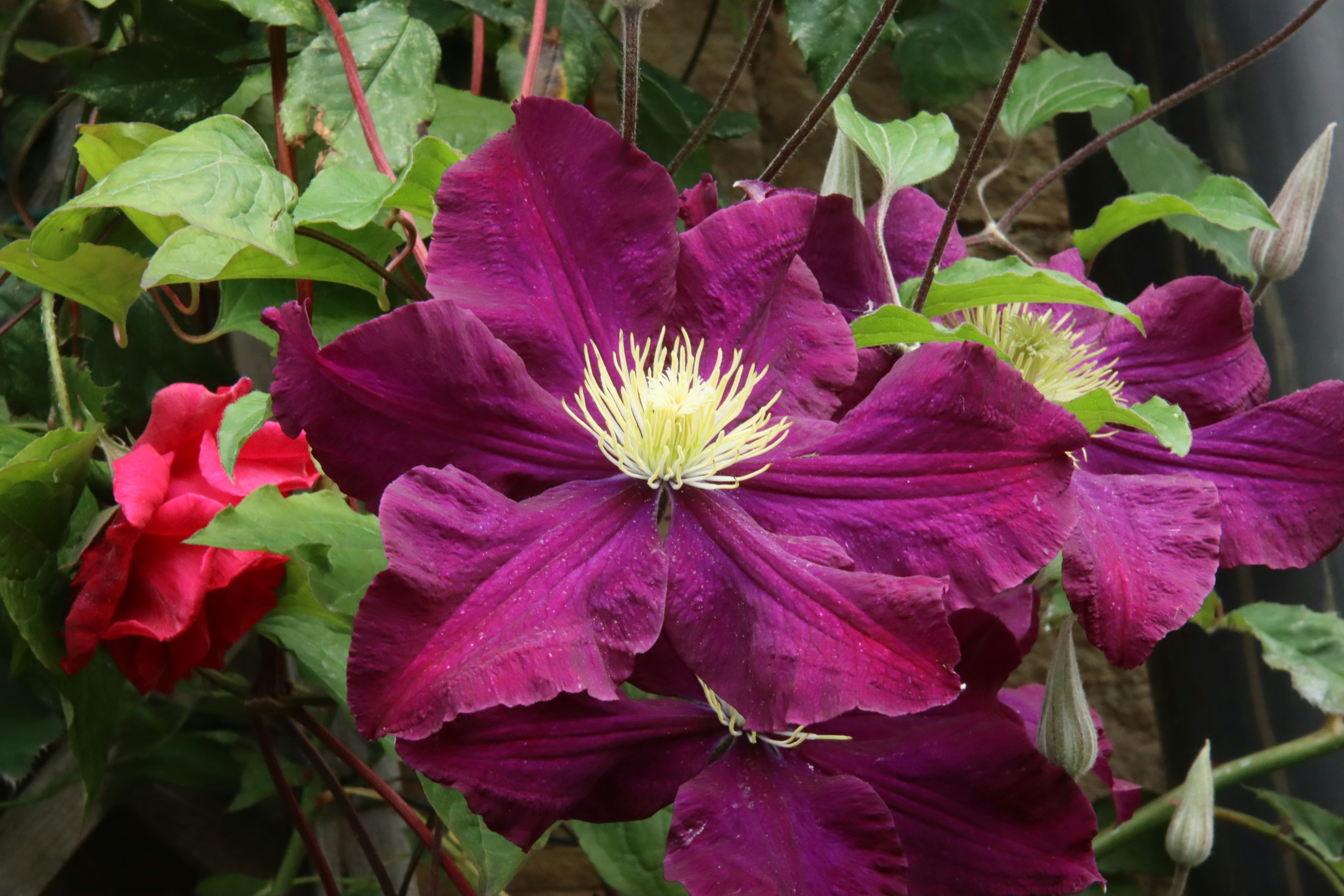 Royal Bloom: A Velvet Purple Clematis Centerstage