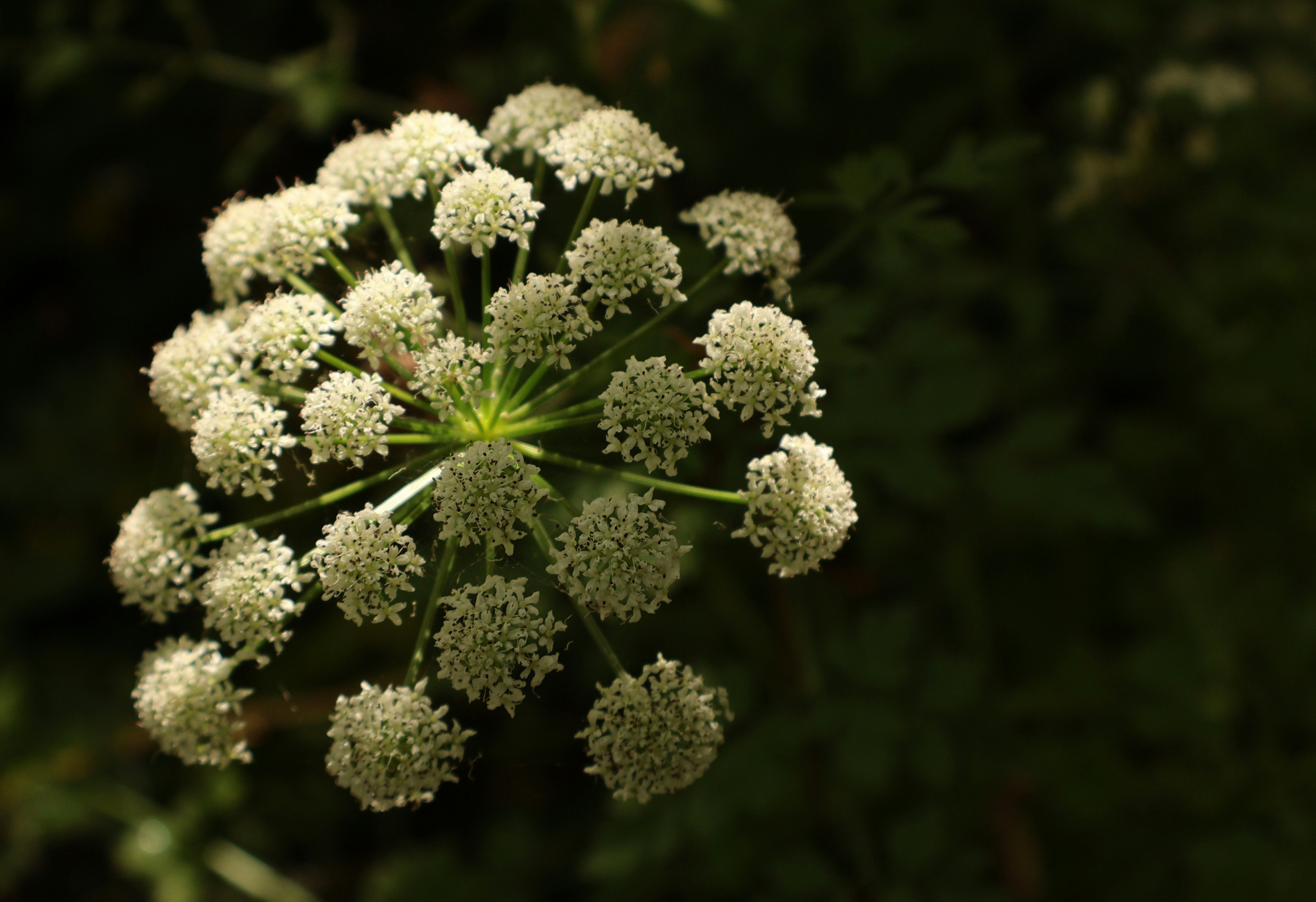 Silent Umbel in Spotlight