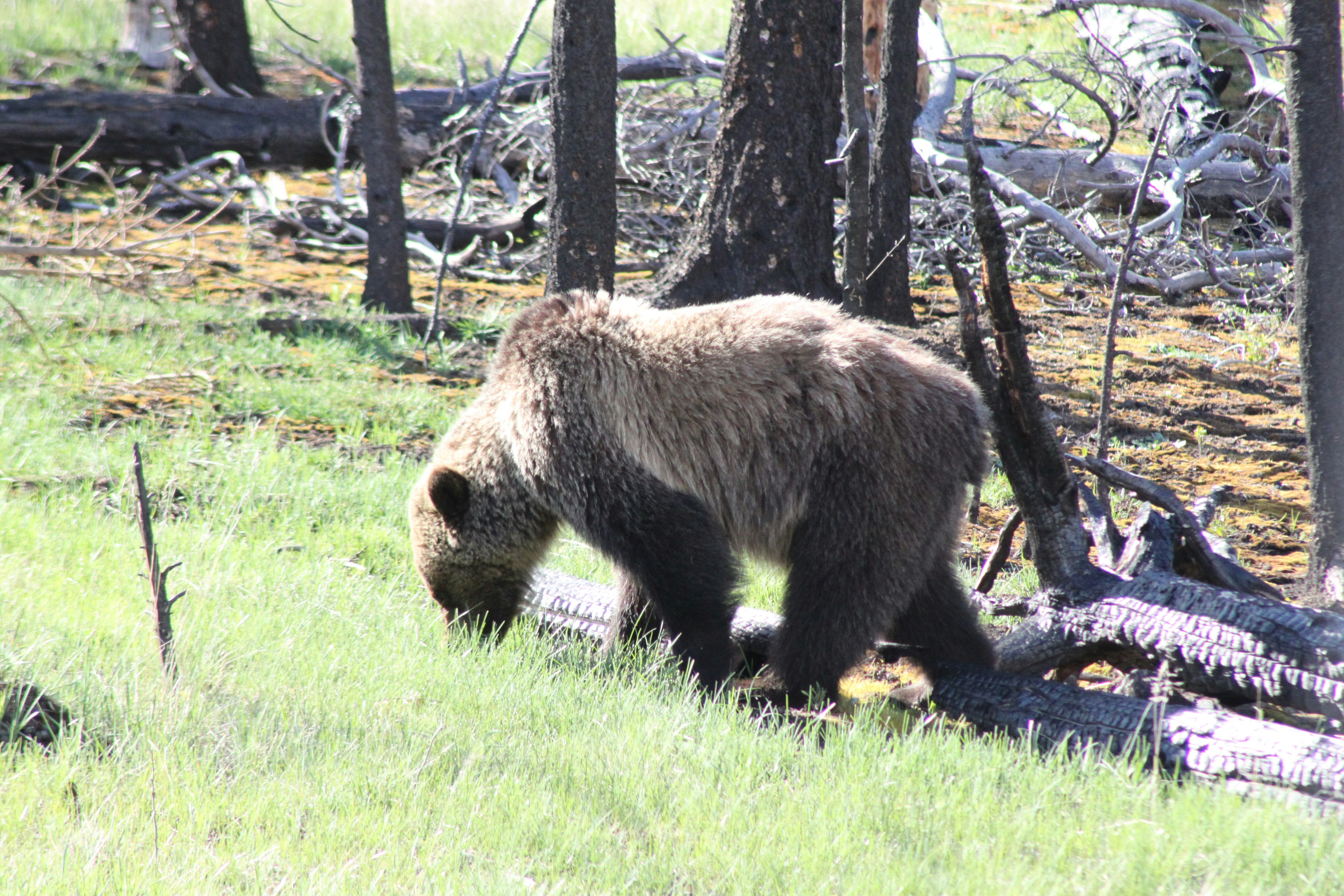 Grizzled Silhouette: A solitary bear forages at the forest edge