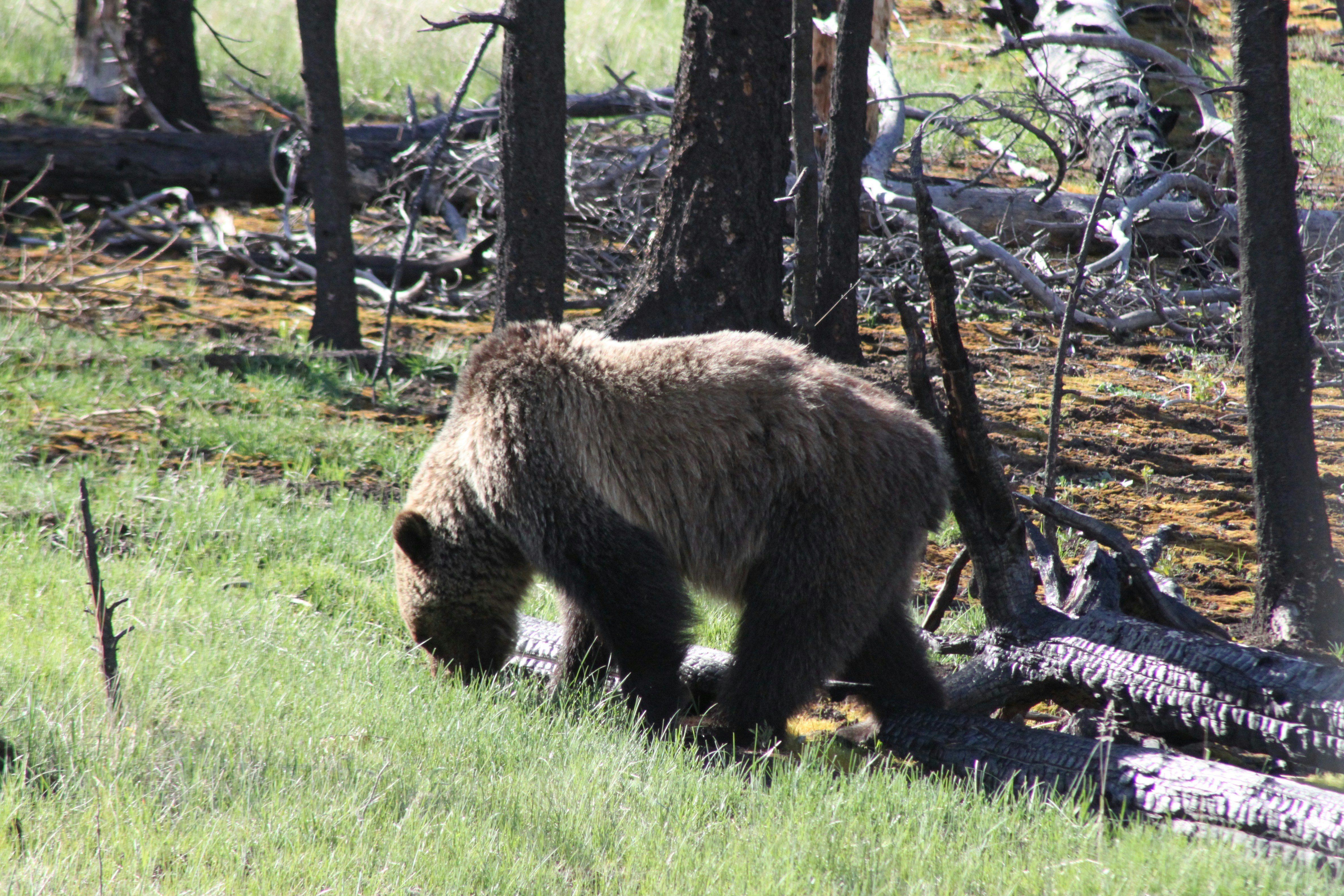 Forest Gait: A Brown Bear Forages Along a Sunlit Meadow