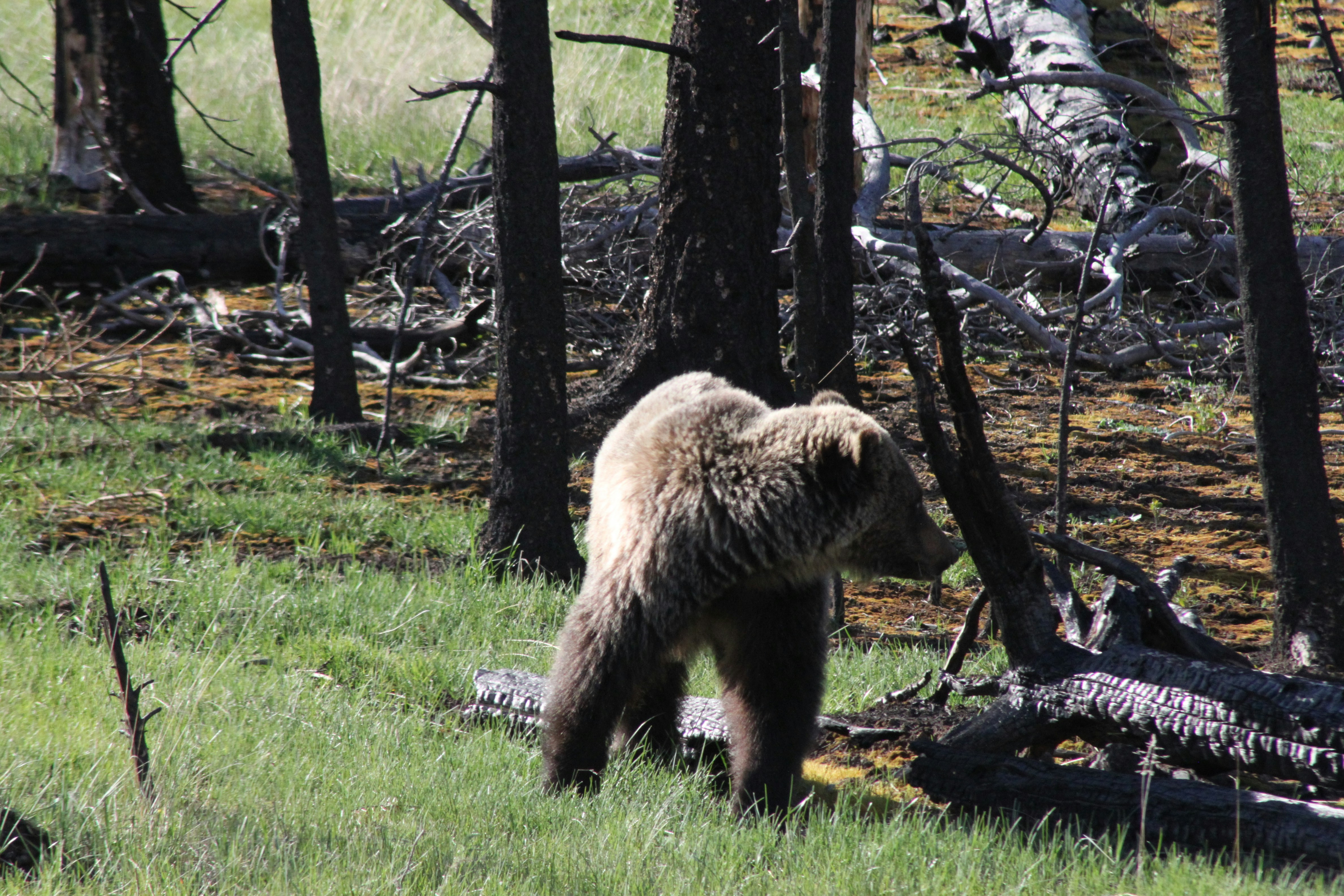 Solar-Powered Bear: A Solo Grizzly in a Burnt Forest Clearing