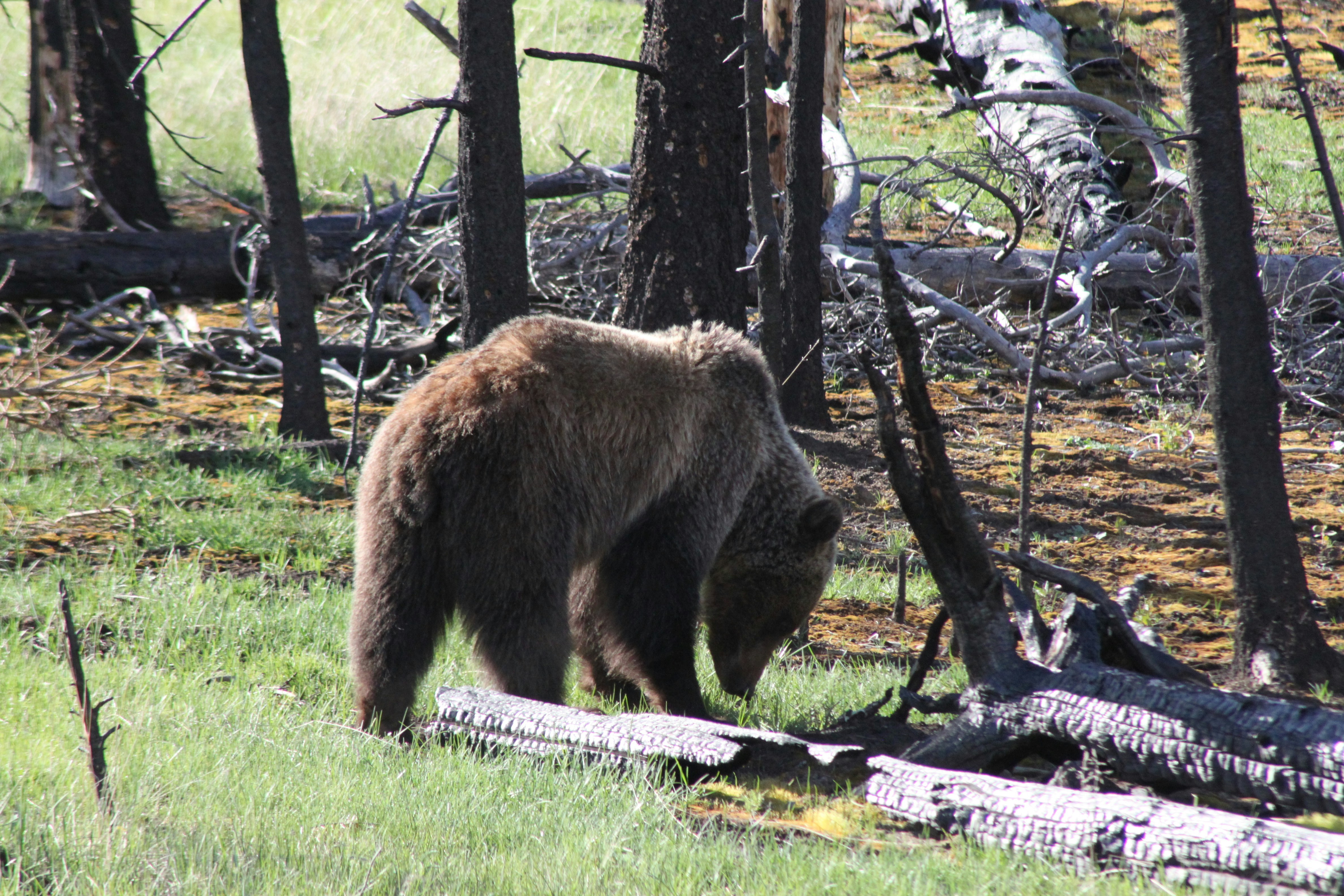 Bear foraging among fallen logs in sunlit forest edge
