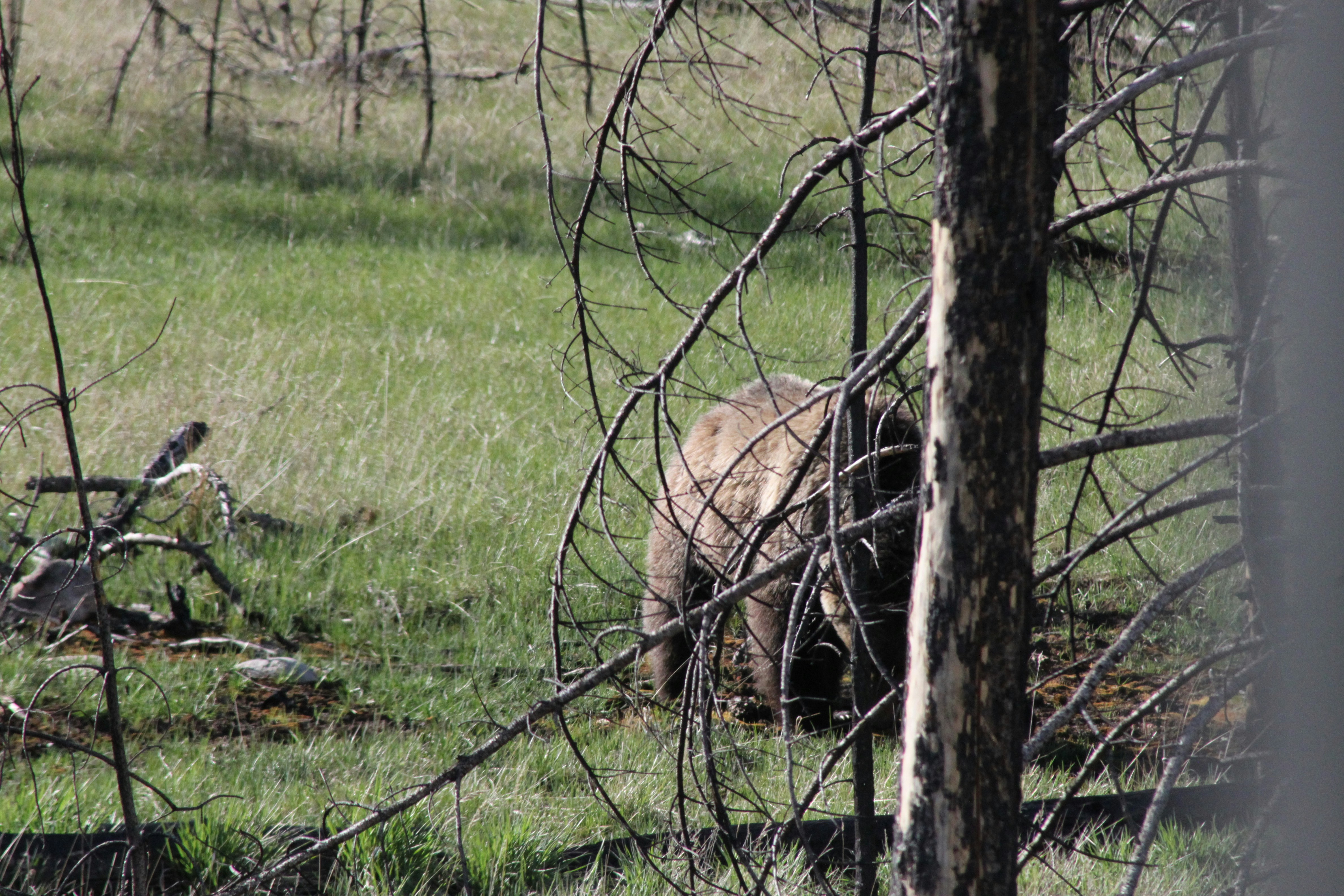 Hidden Bear in the Brush: A Quiet Moment Among Branches