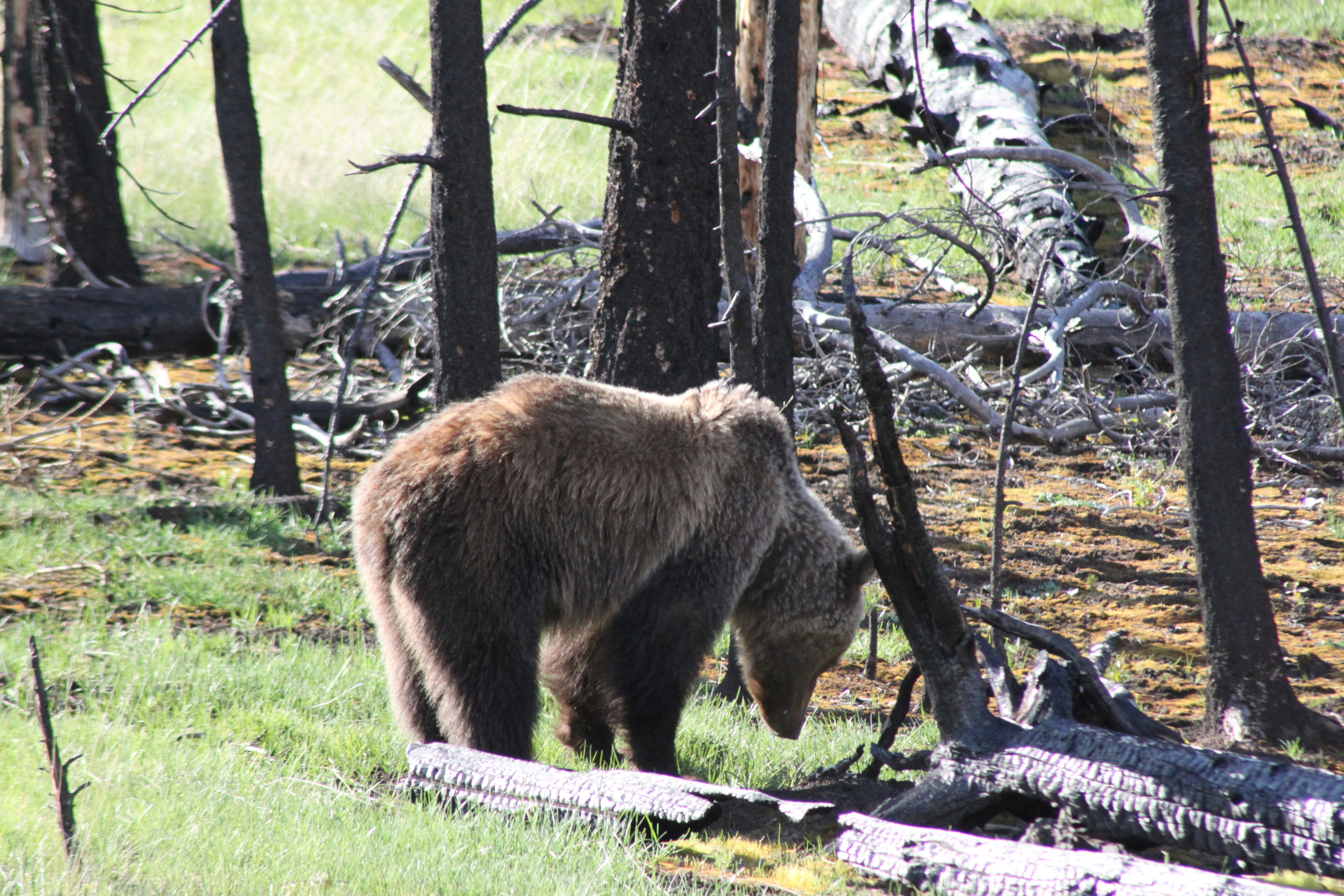 Brown Bear Foraging at the Forest Edge