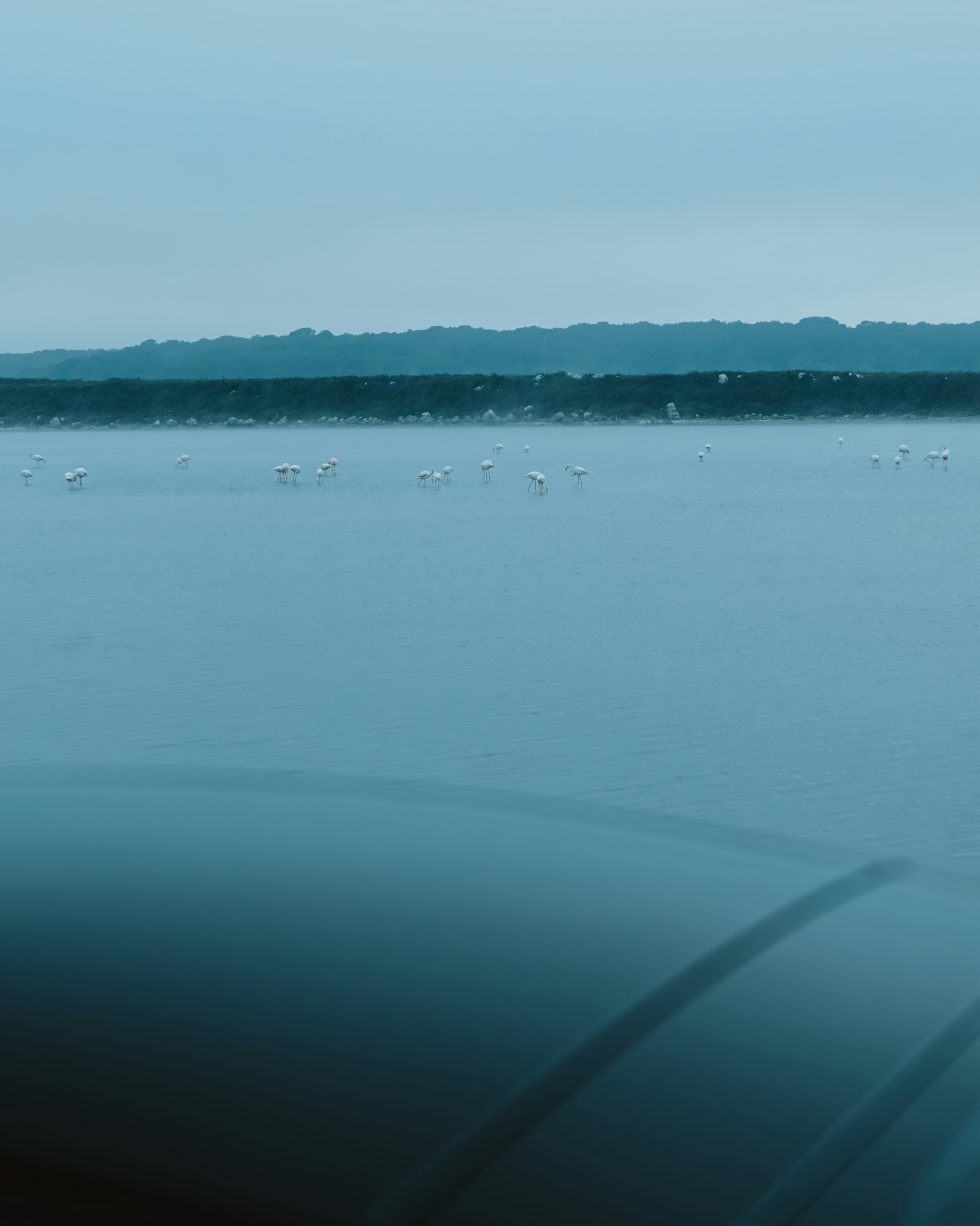 Blue Horizon over Still Waters with Flamingo Silhouettes