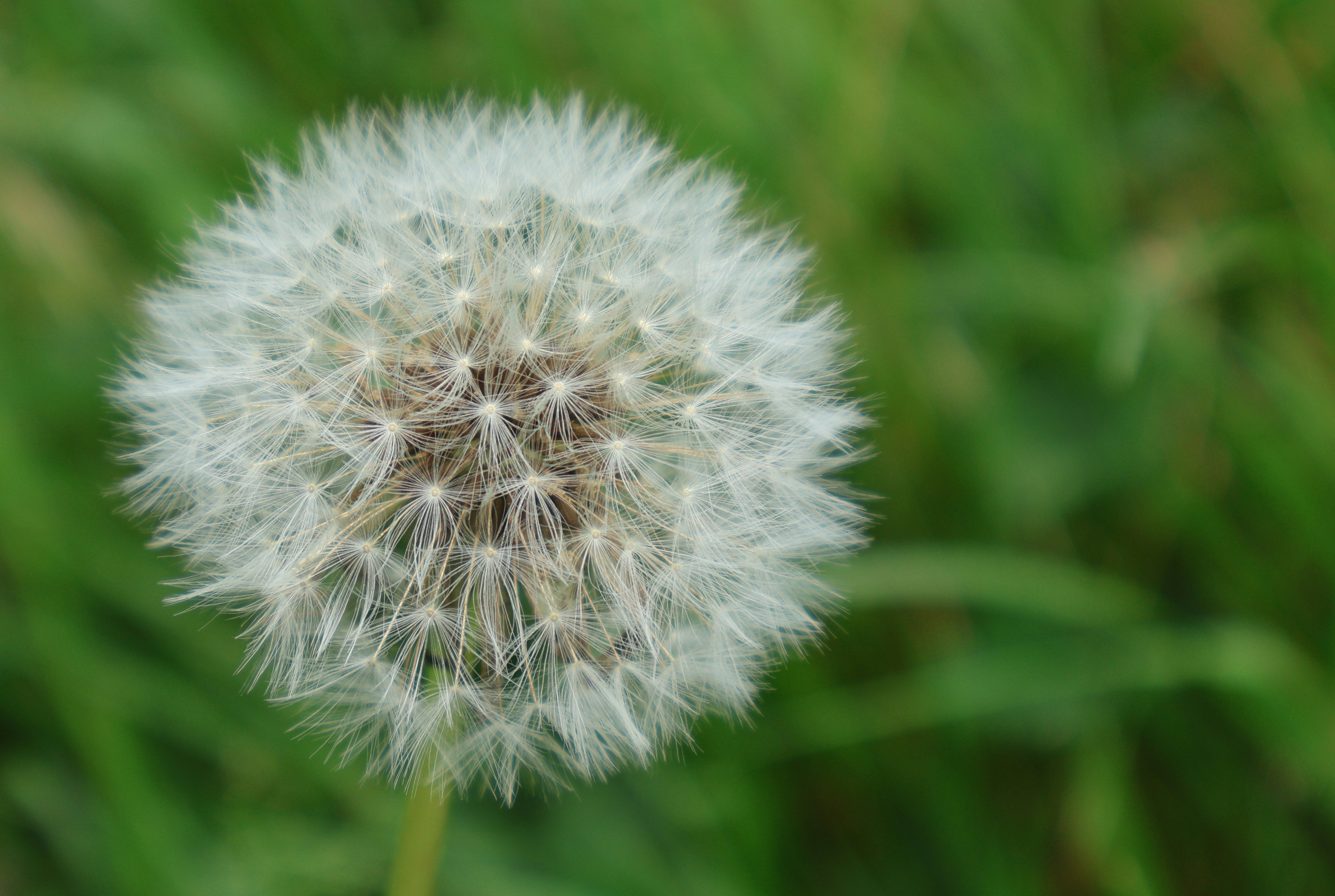Dandelion Compass: A Close-Up of Seed Heads in Soft Focus Green