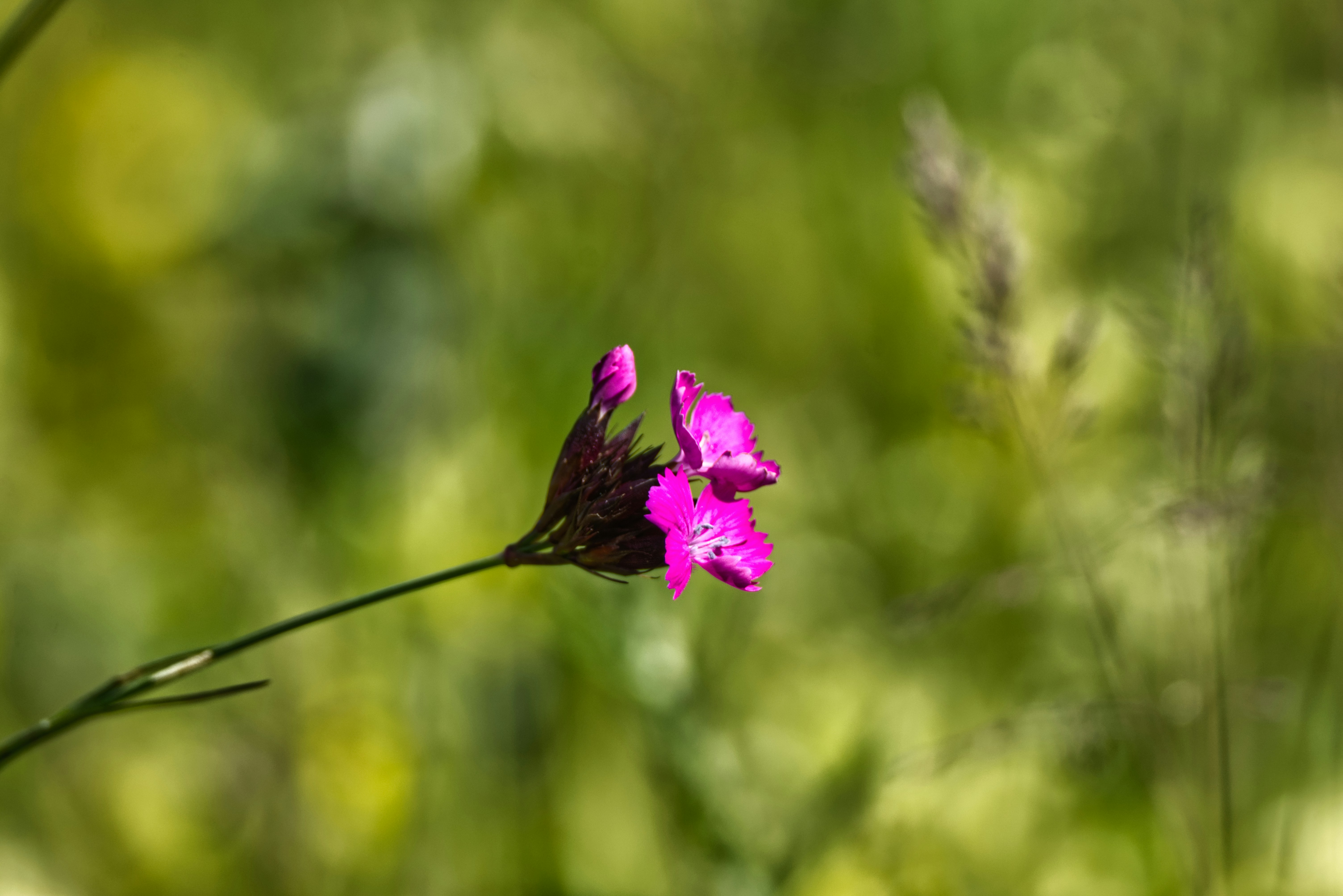 Lonely Pink Bloom on a Slender Stem