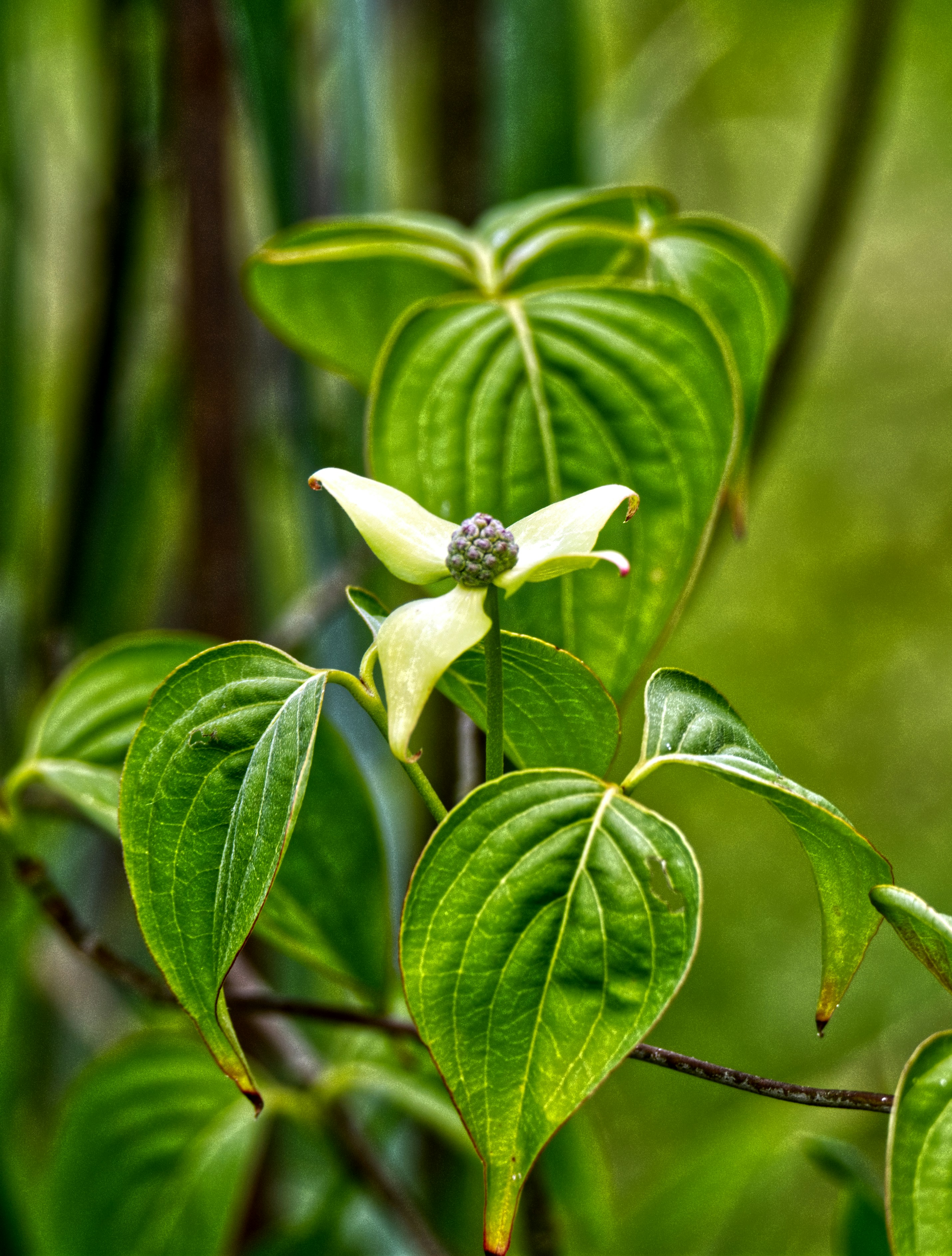 Green Heart in Bloom: A Close-Up of a Pale Orchid-Like Bract Against Lush Foliage