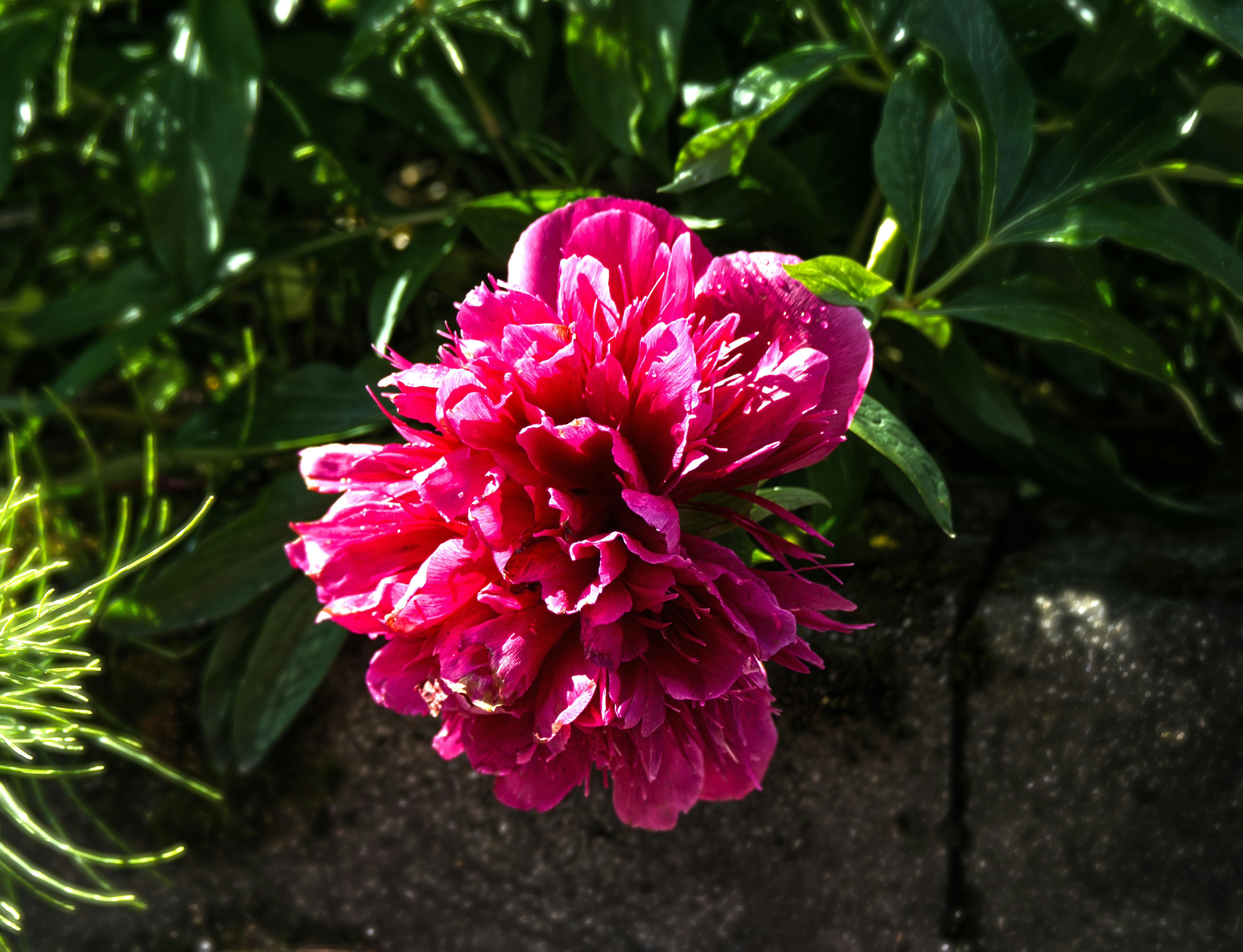 Crimson Bloom Centerstage: A Peony in Morning Light