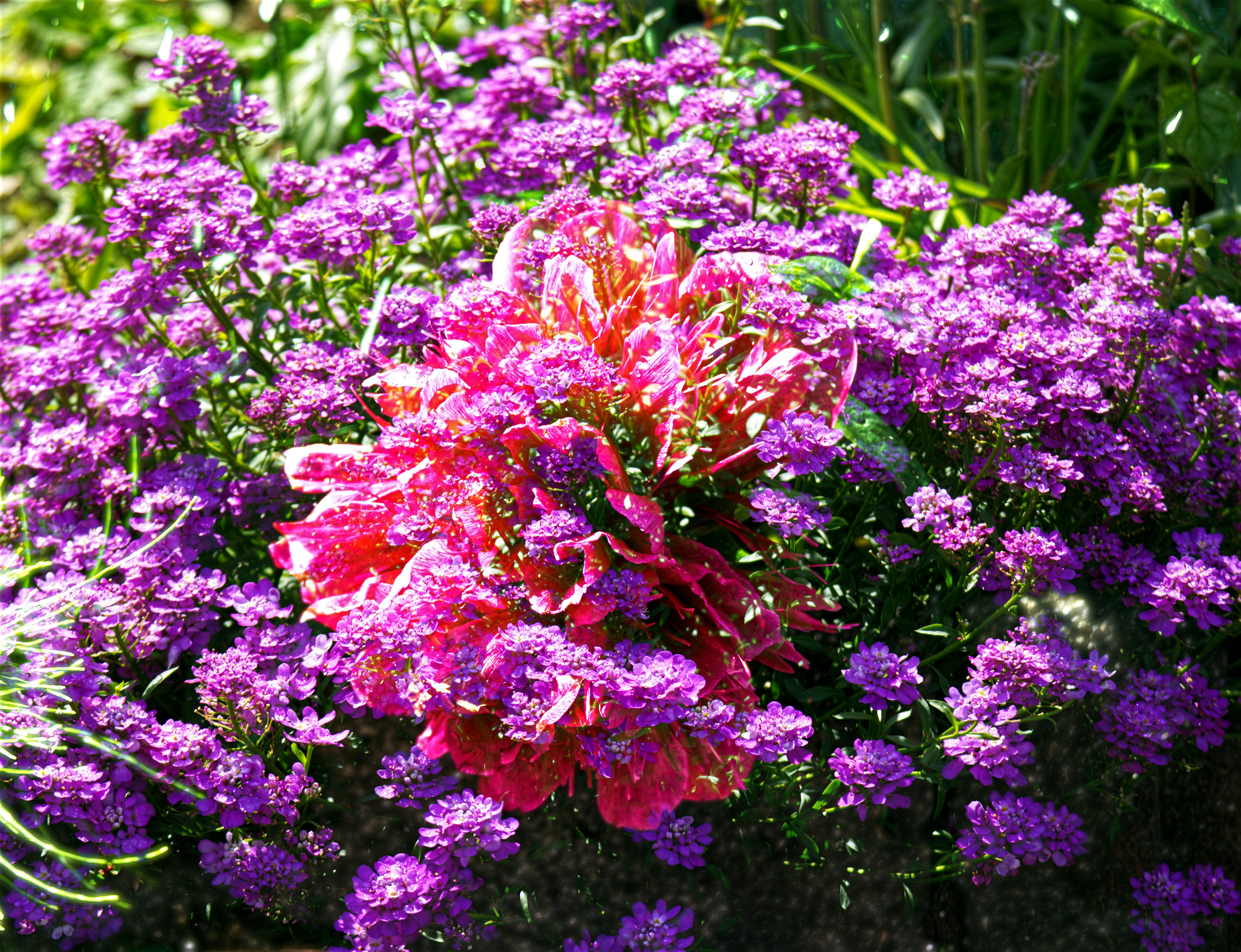 Vibrant purple flowers surround a central pink and red plant.