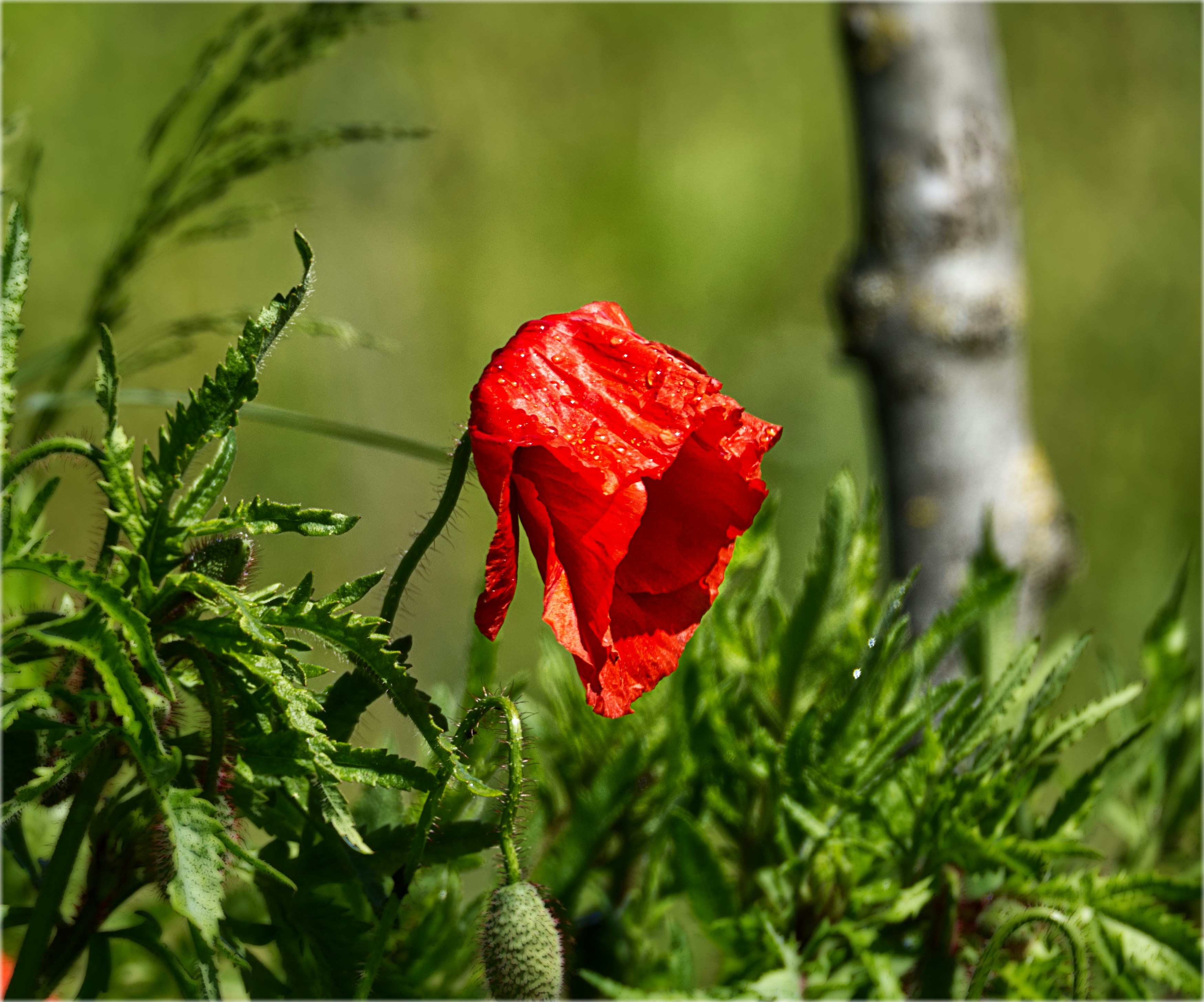 Crimson Poppy Against a Verdant Backdrop