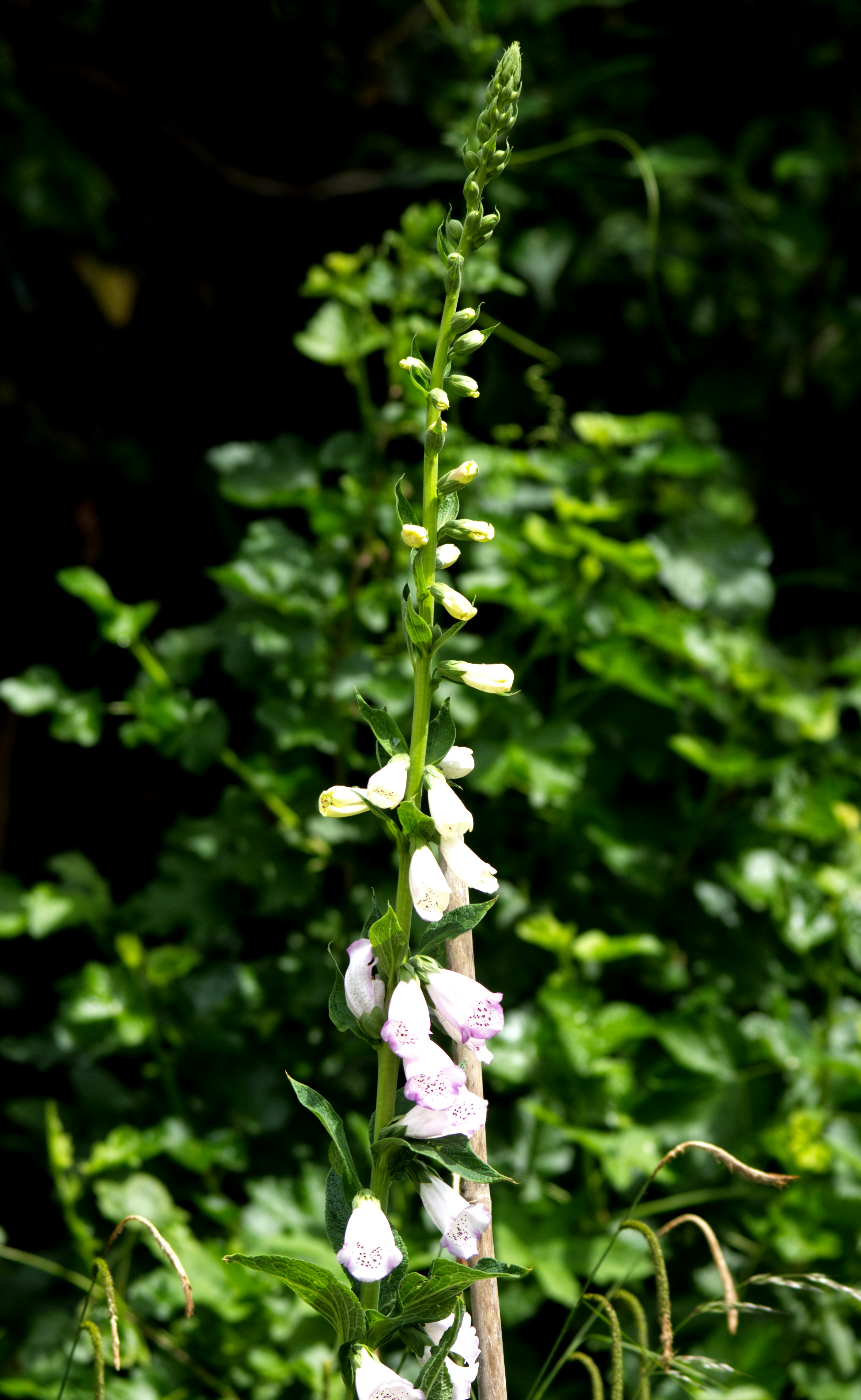 Midnight Spike: A Tall Snapdragon Reaches for Light