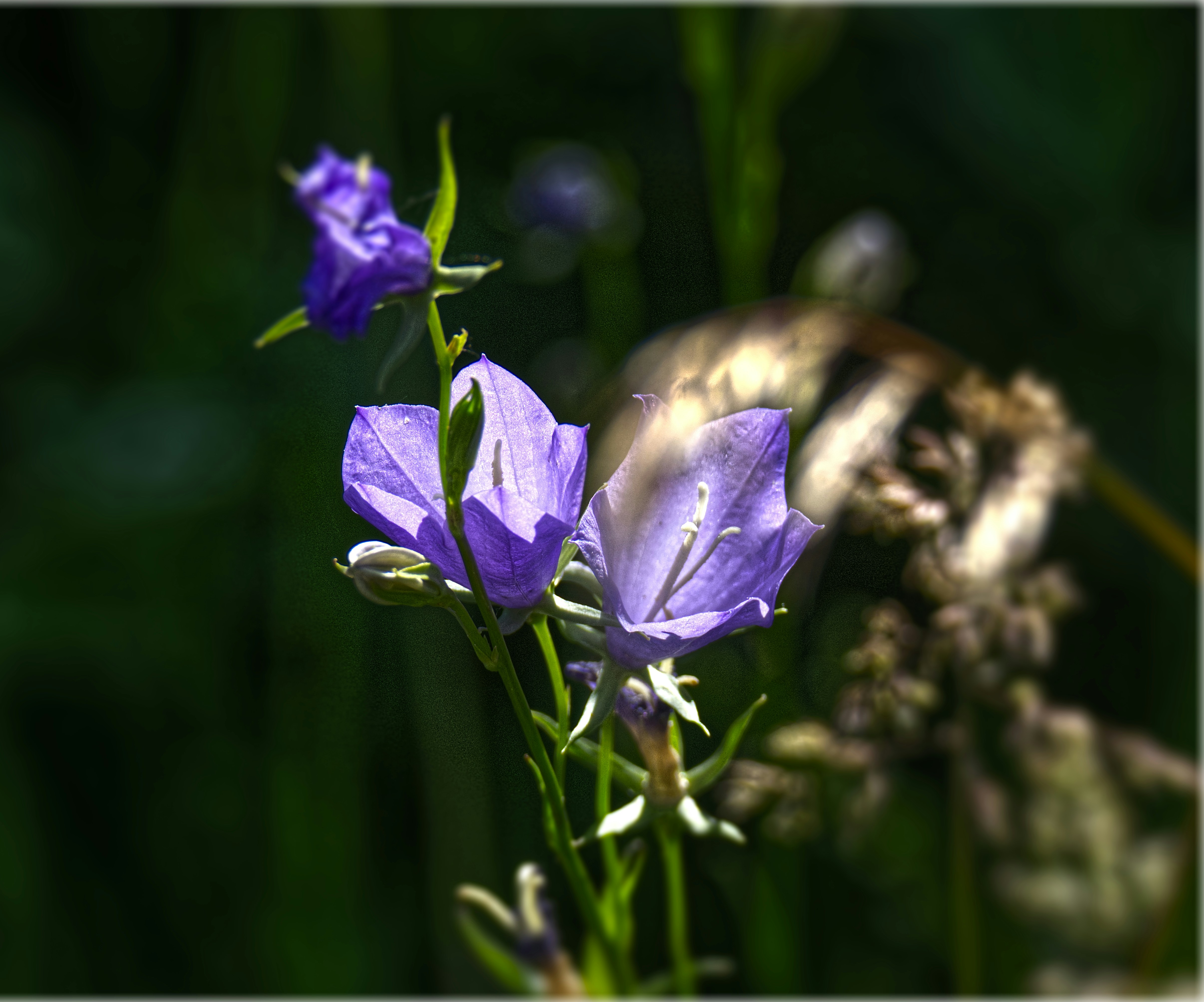 Purple bells in a sunlit meadow: a delicate bloom in focus