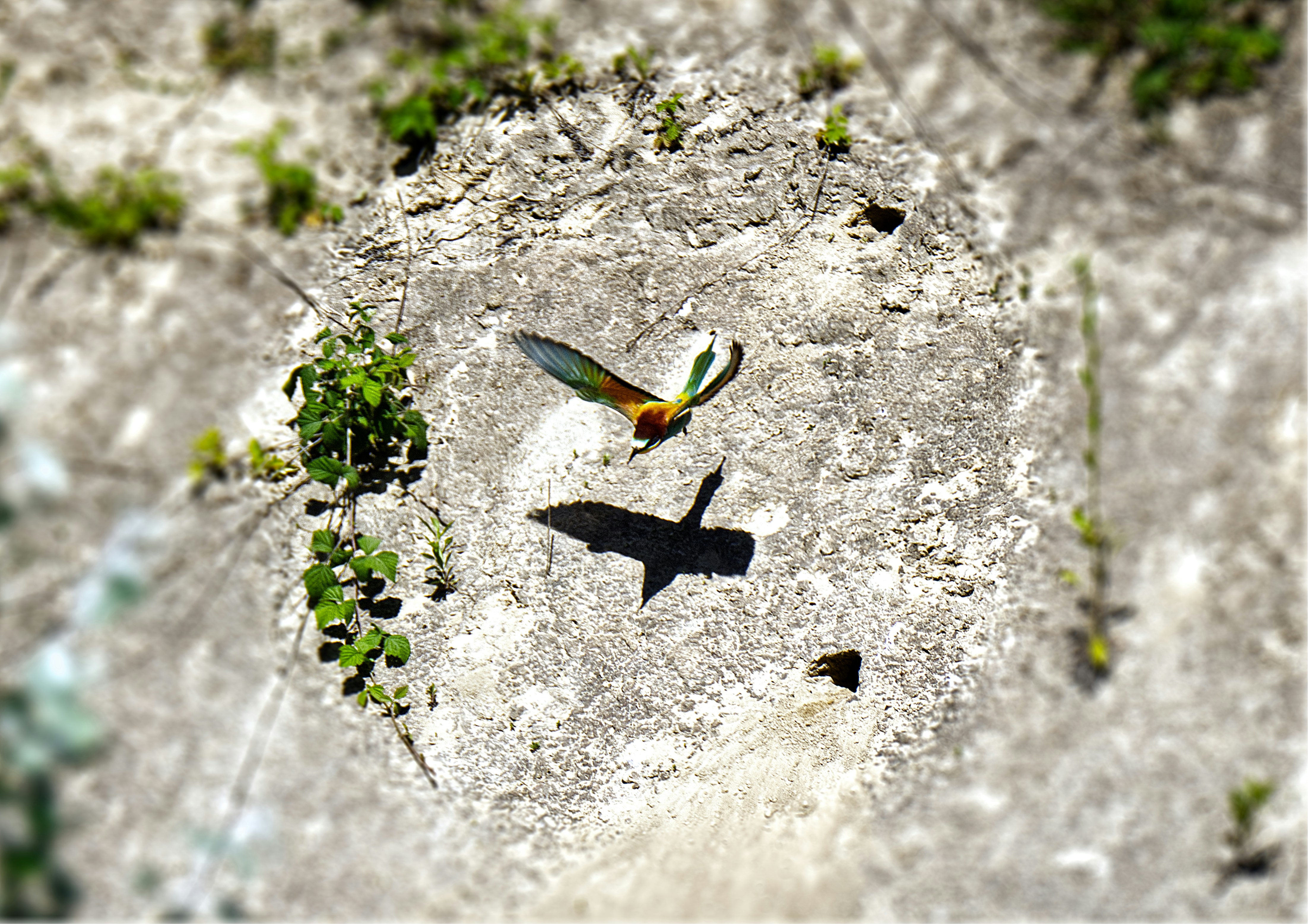 Winged Burst: A Small Bird Breaches a sunlit rock