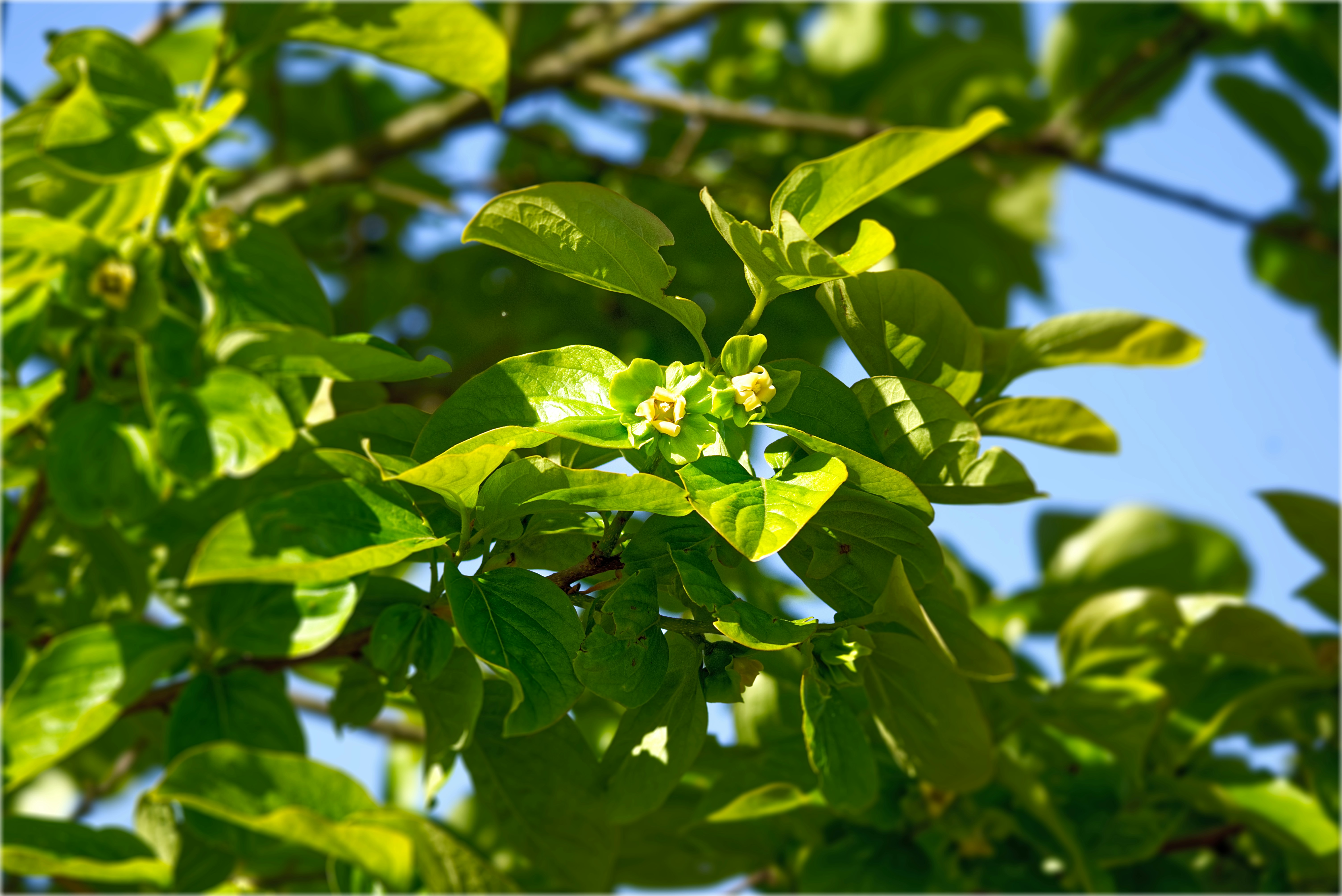 Sunlit Leaves in a Quiet Orchard Canopy