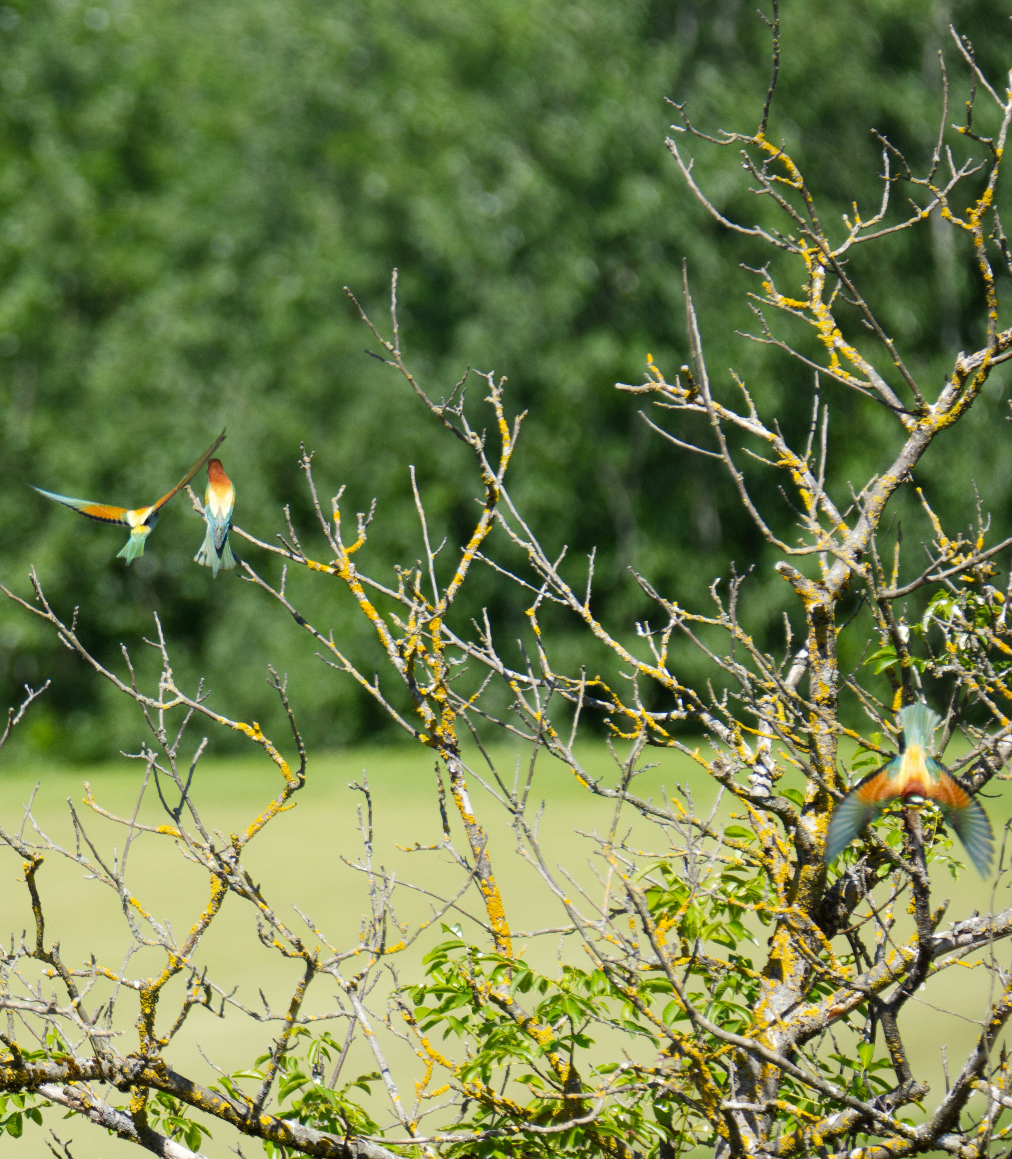 Two Fiery Sunbirds Amid Spring Branches