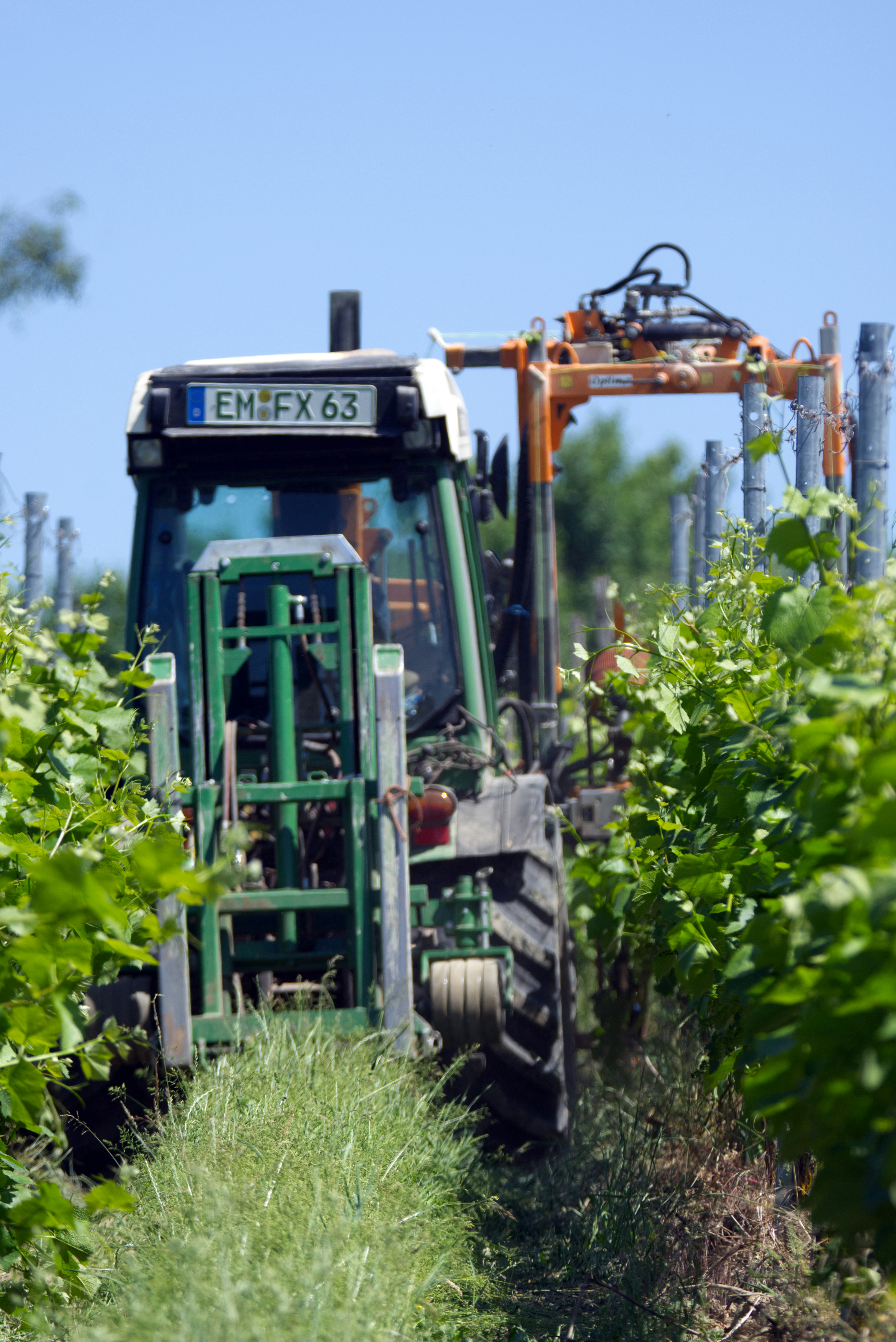 Green Harvest: Tractor Line through a Vineyard