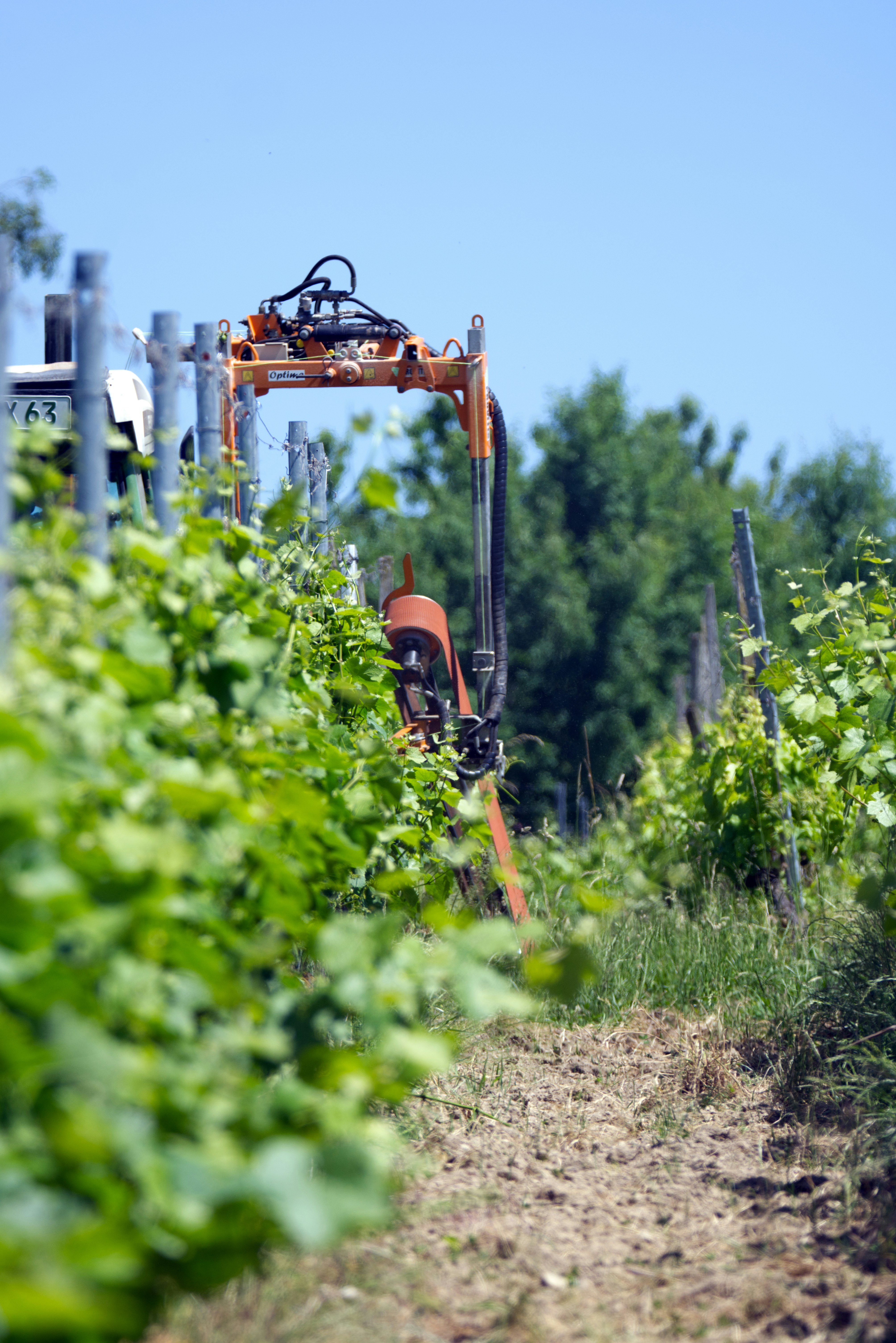 Vineyard Harvestor at the Edge of the Rows