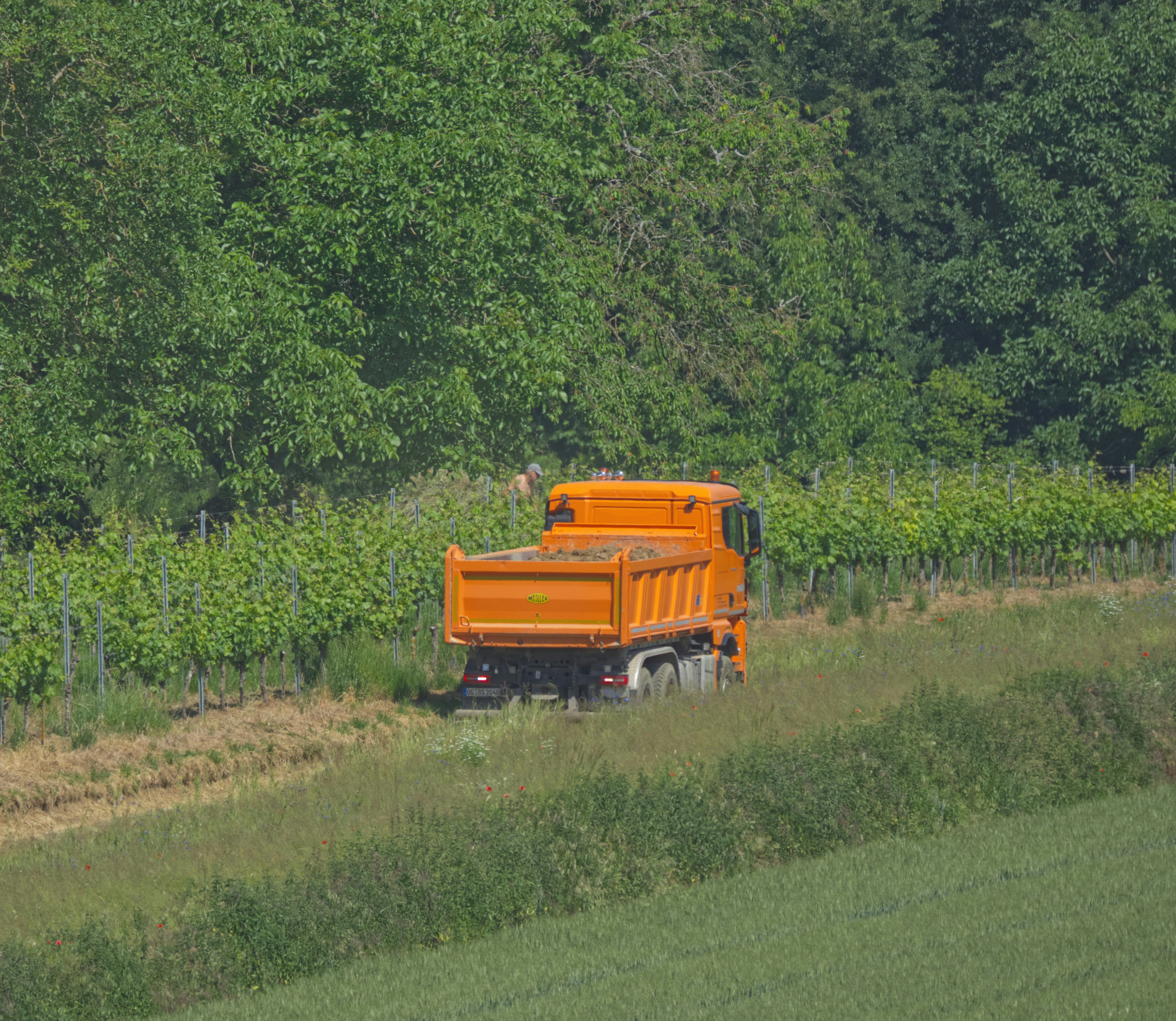 Orange Hopper: A Vineyard Truck Traverses the Far Row