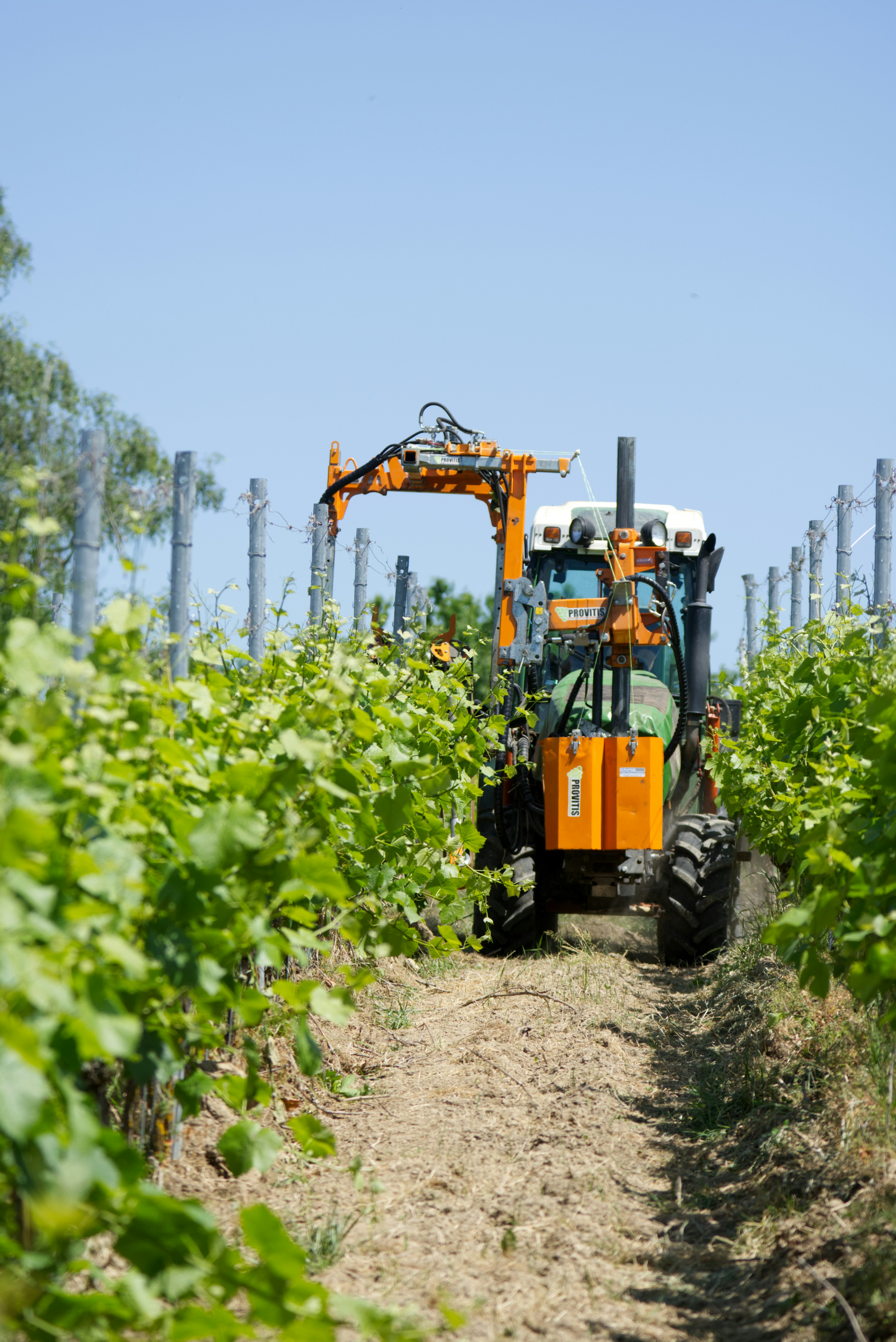 Orangeharvest: The Vineyard Harvester Carves Through Sunlit Rows
