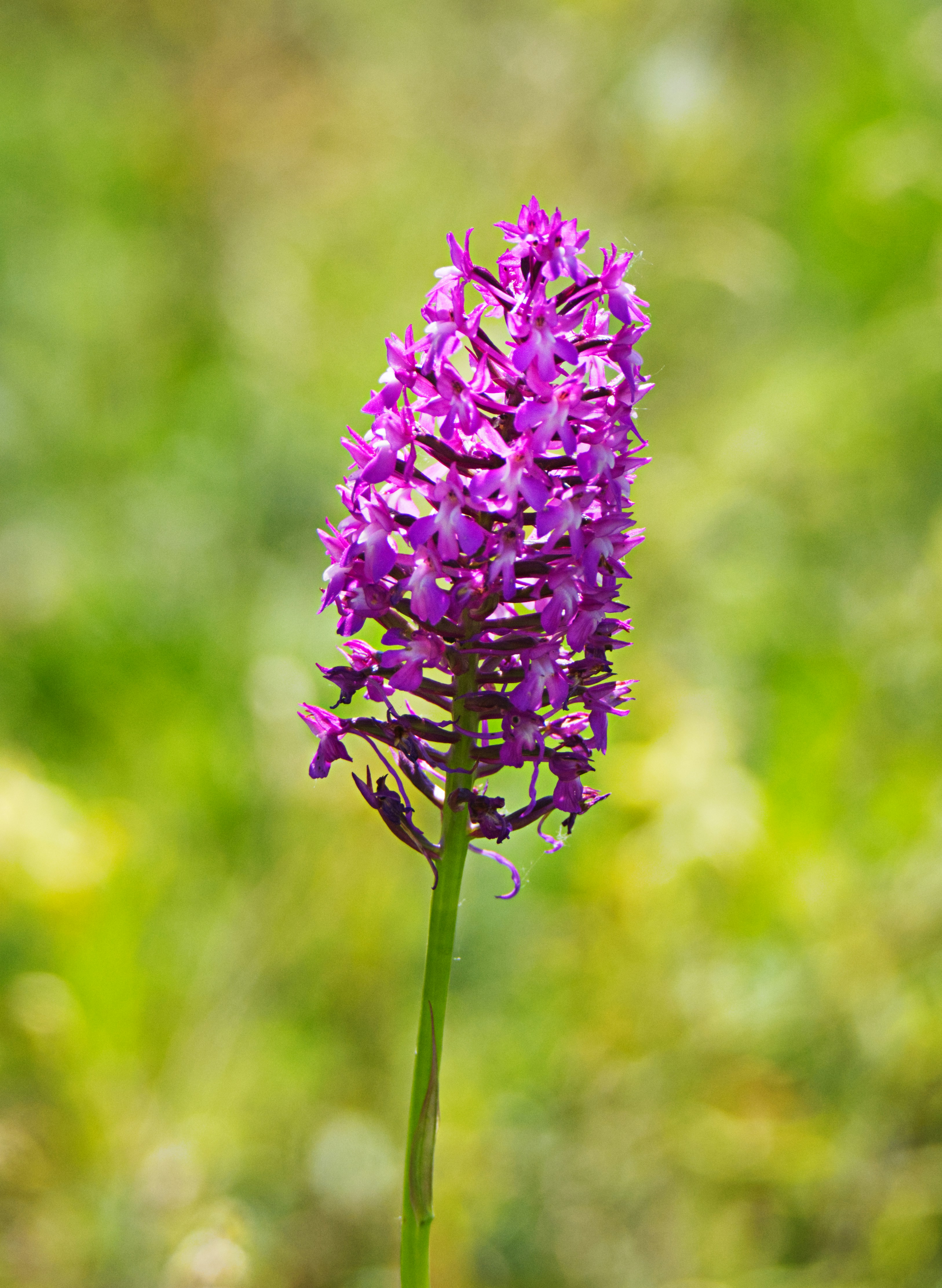 Emerald Spike: a vibrant purple orchid piercing a sunlit meadow