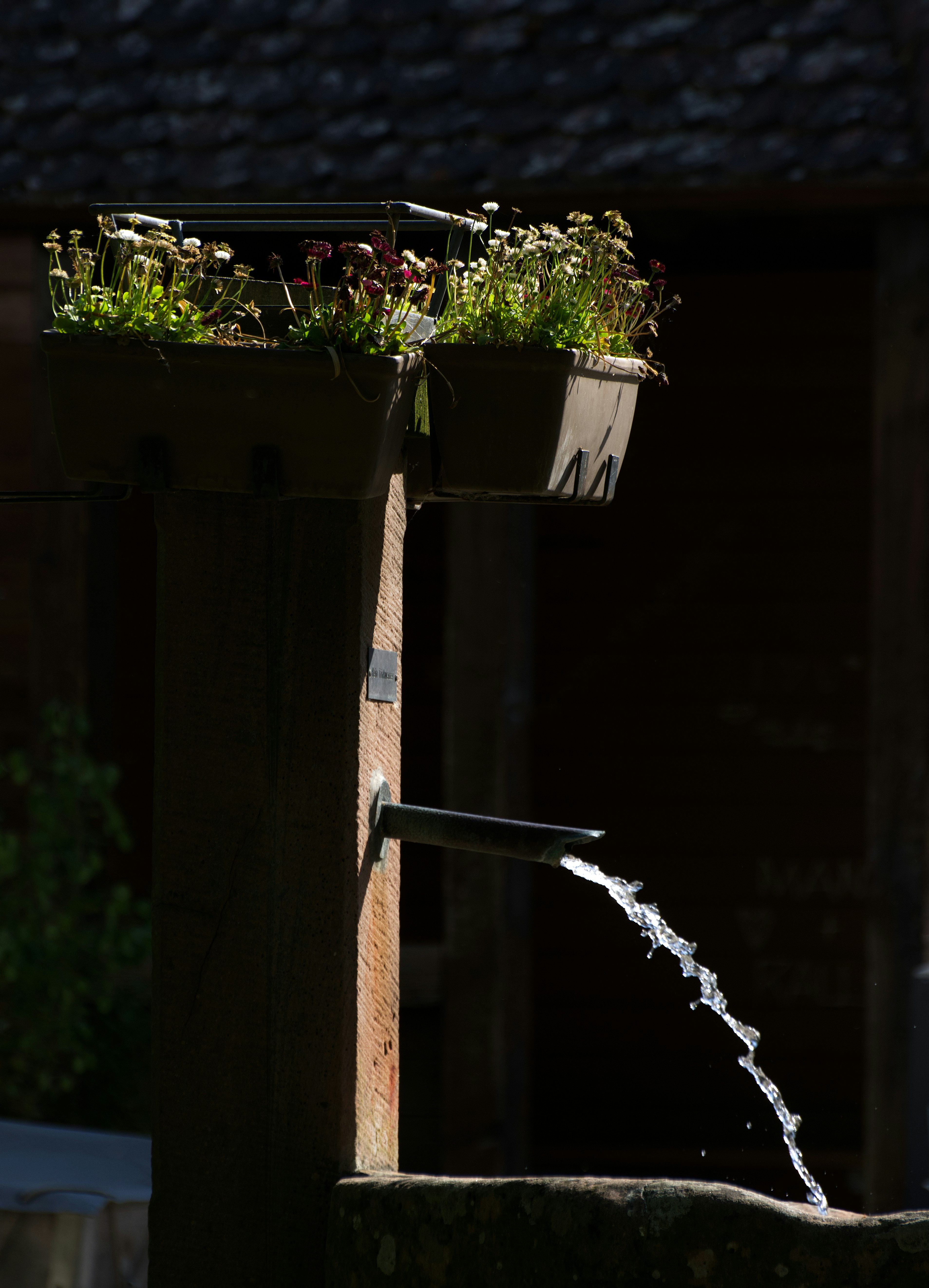 Waterflower Fountain: A Quiet Portrait of Petals and Pouring Light