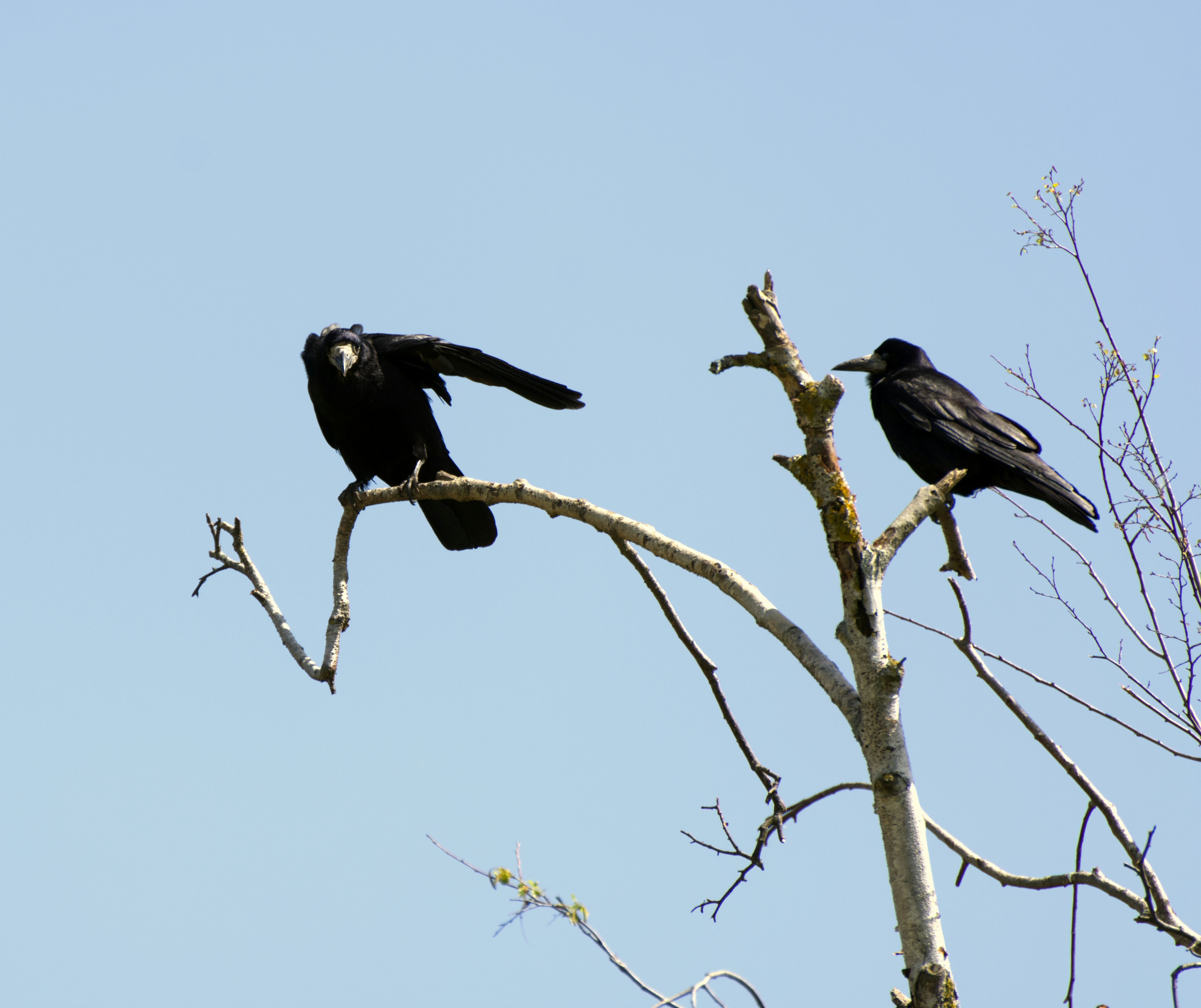 Two Crow Figures Anchored on a Windward Branch at Dusk Sky