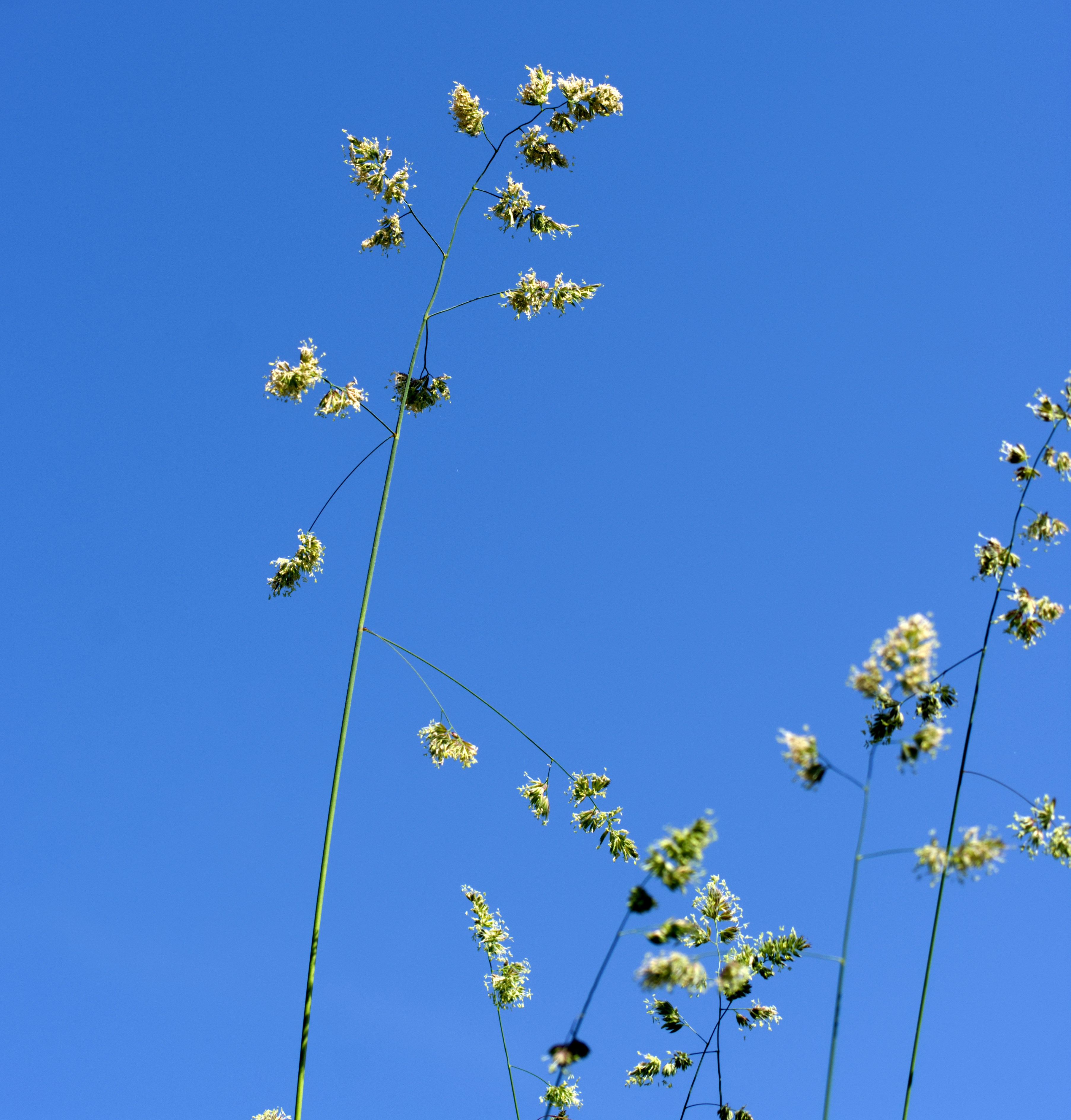 Fractured stems Stretch Toward a Clear Sky
