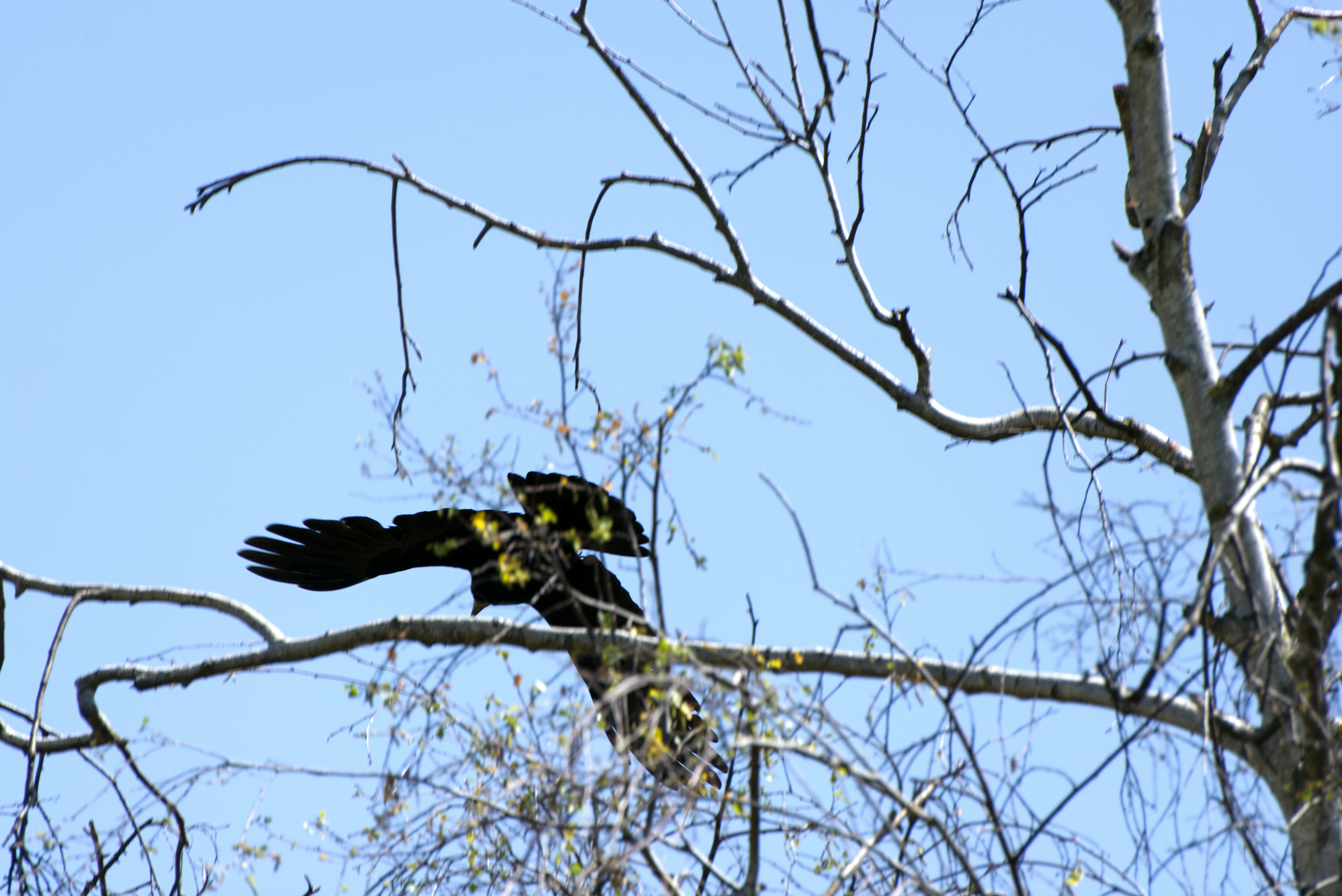 Black bird in flight across a bare-branched canopy under a clear blue sky