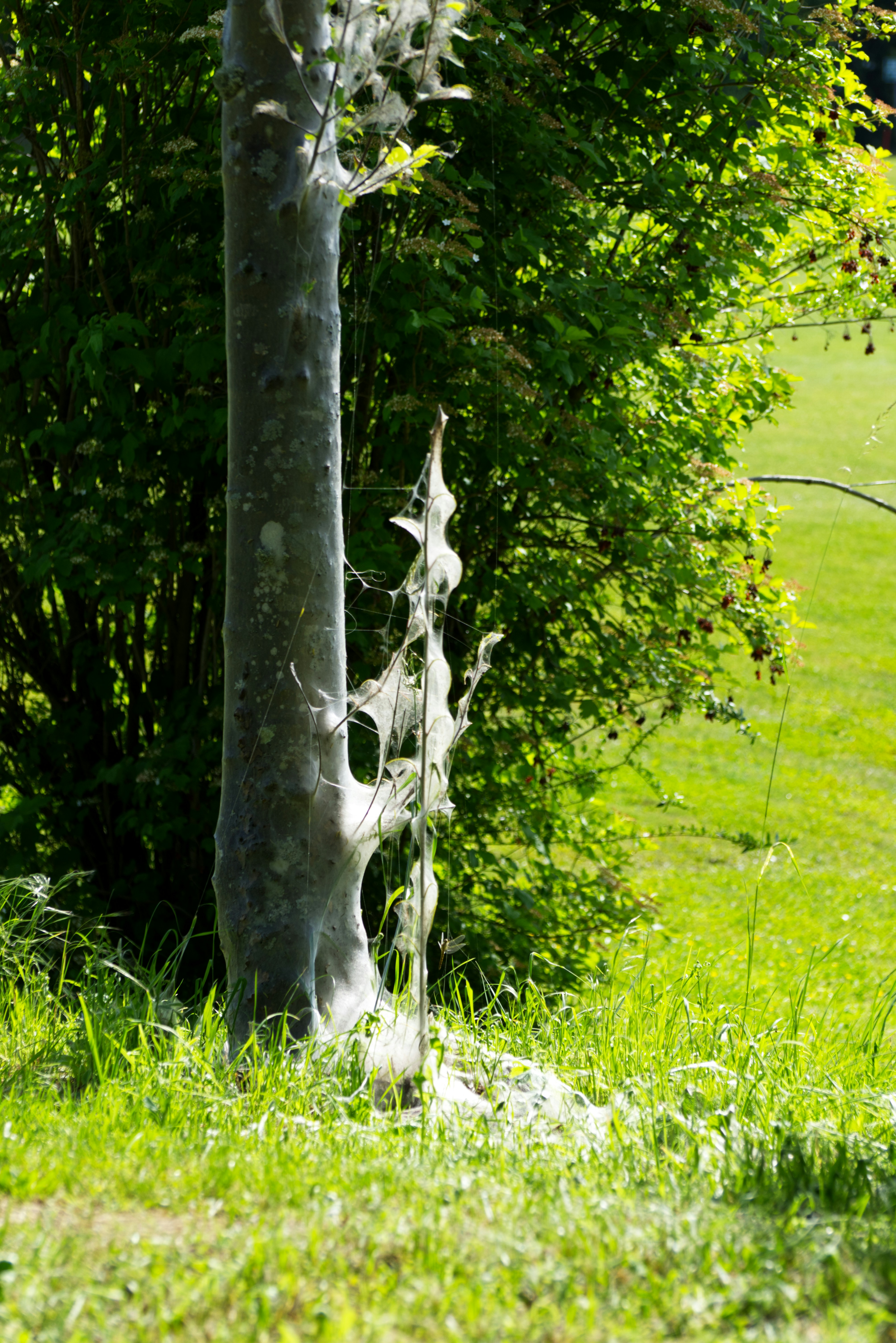 Sunlit Tree Trunk Surrounded by Framed Foliage and Shadowed Hollow
