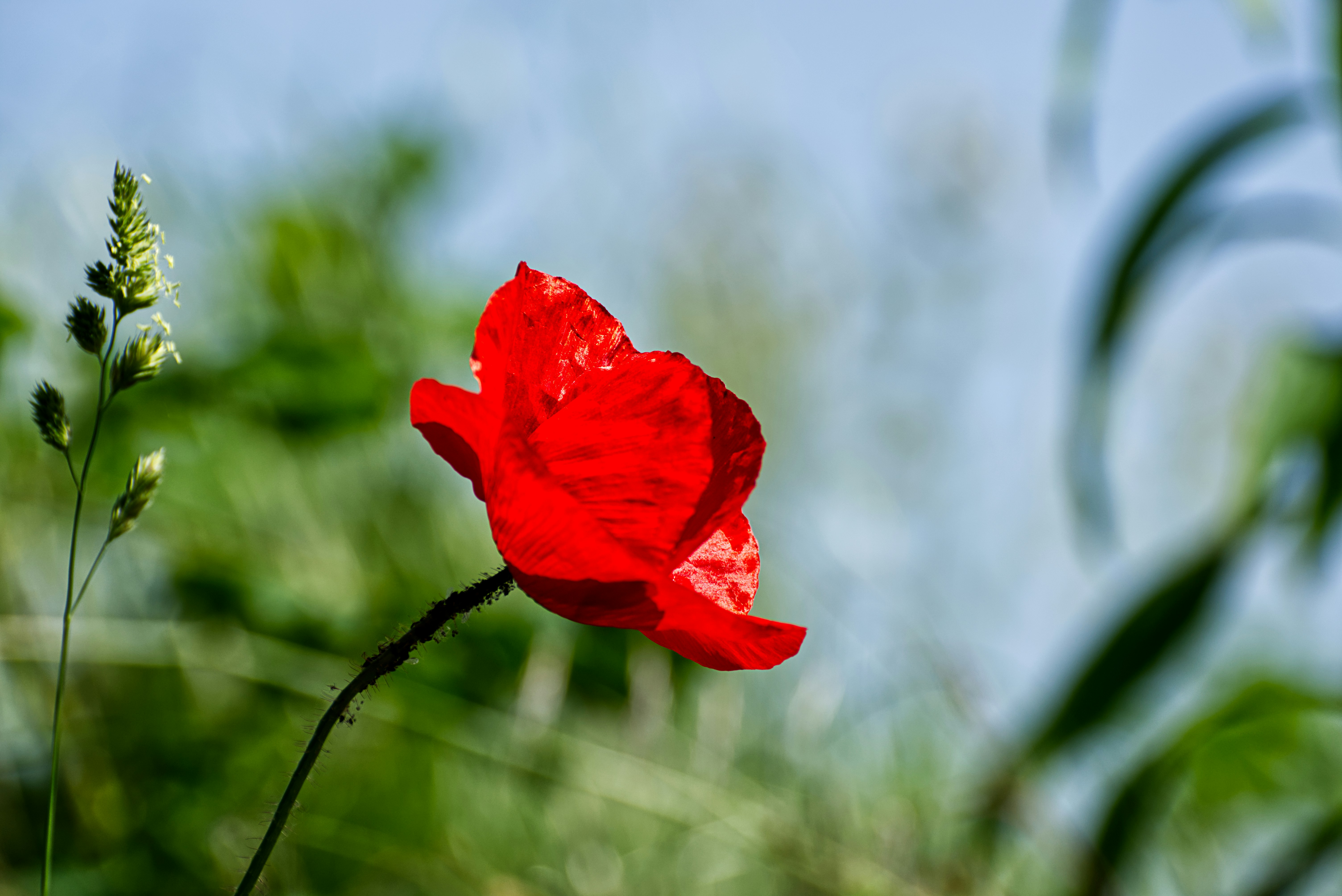 A lone red poppy in a sunlit meadow against a blurred blue sky