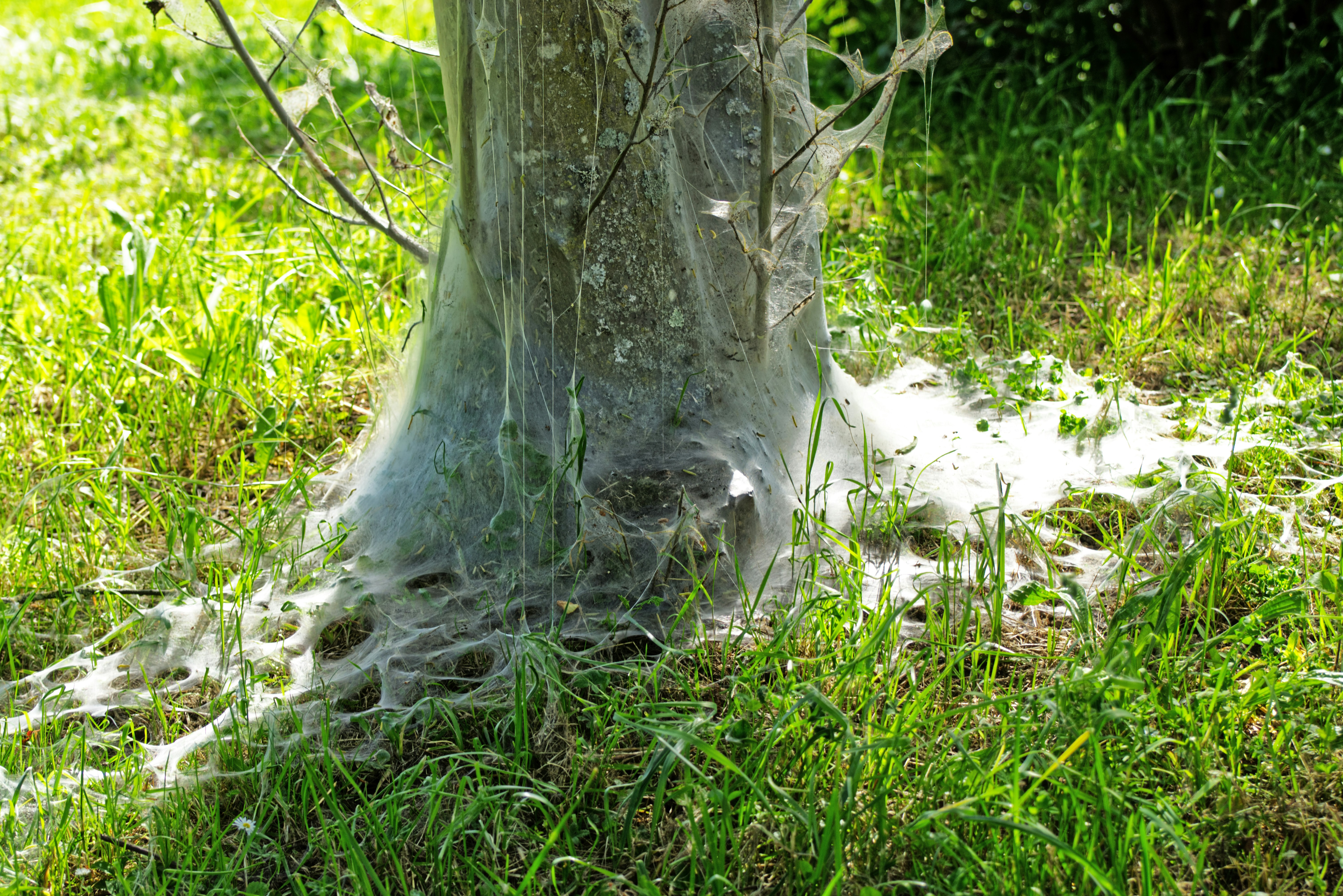 Mossy Tree Base Embraced by Fluttering Webs