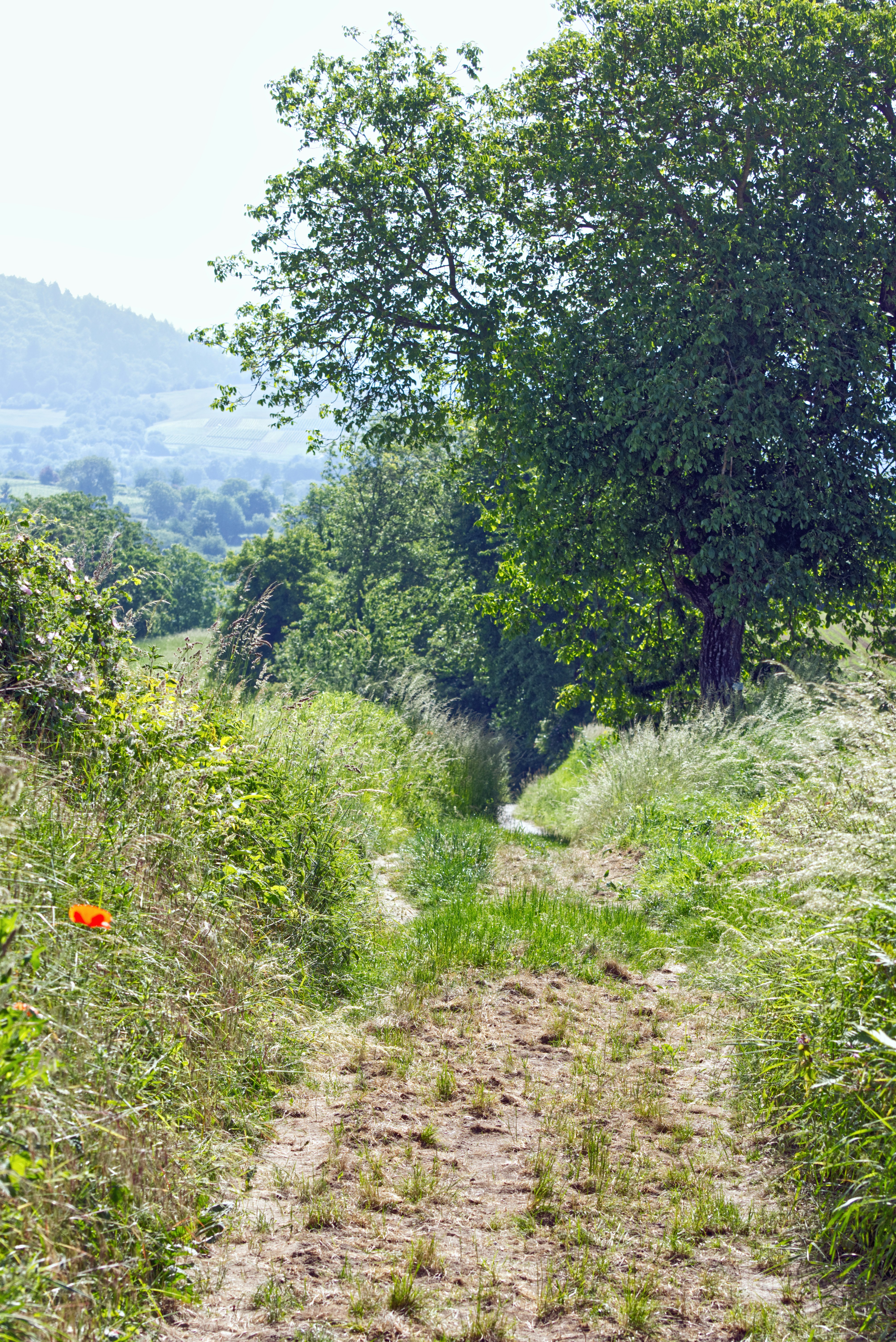 Sunlit Path Through a Verdant Meadow