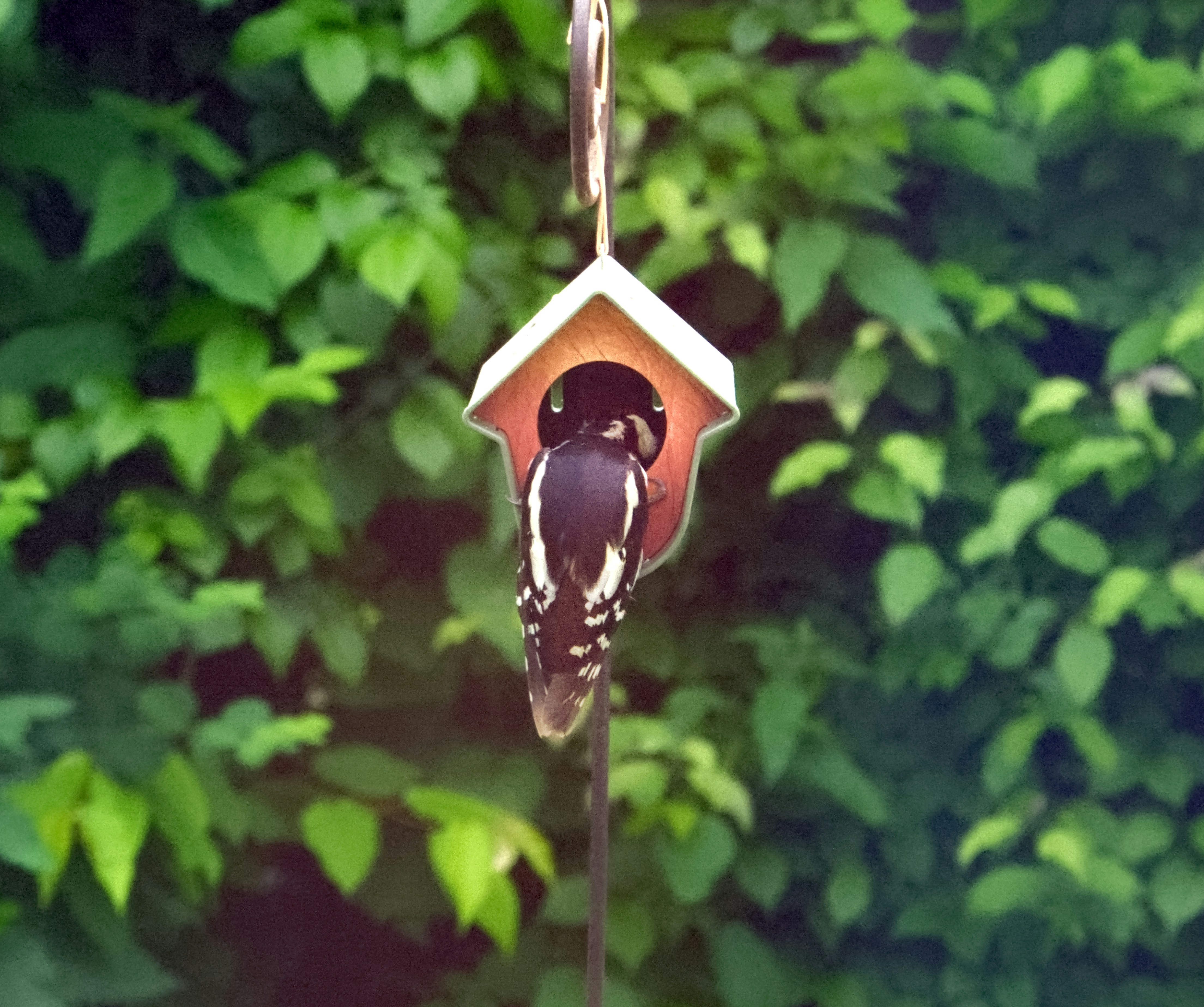 Black-and-White Feeder: A Bird Quietly Guards the Cedar Box