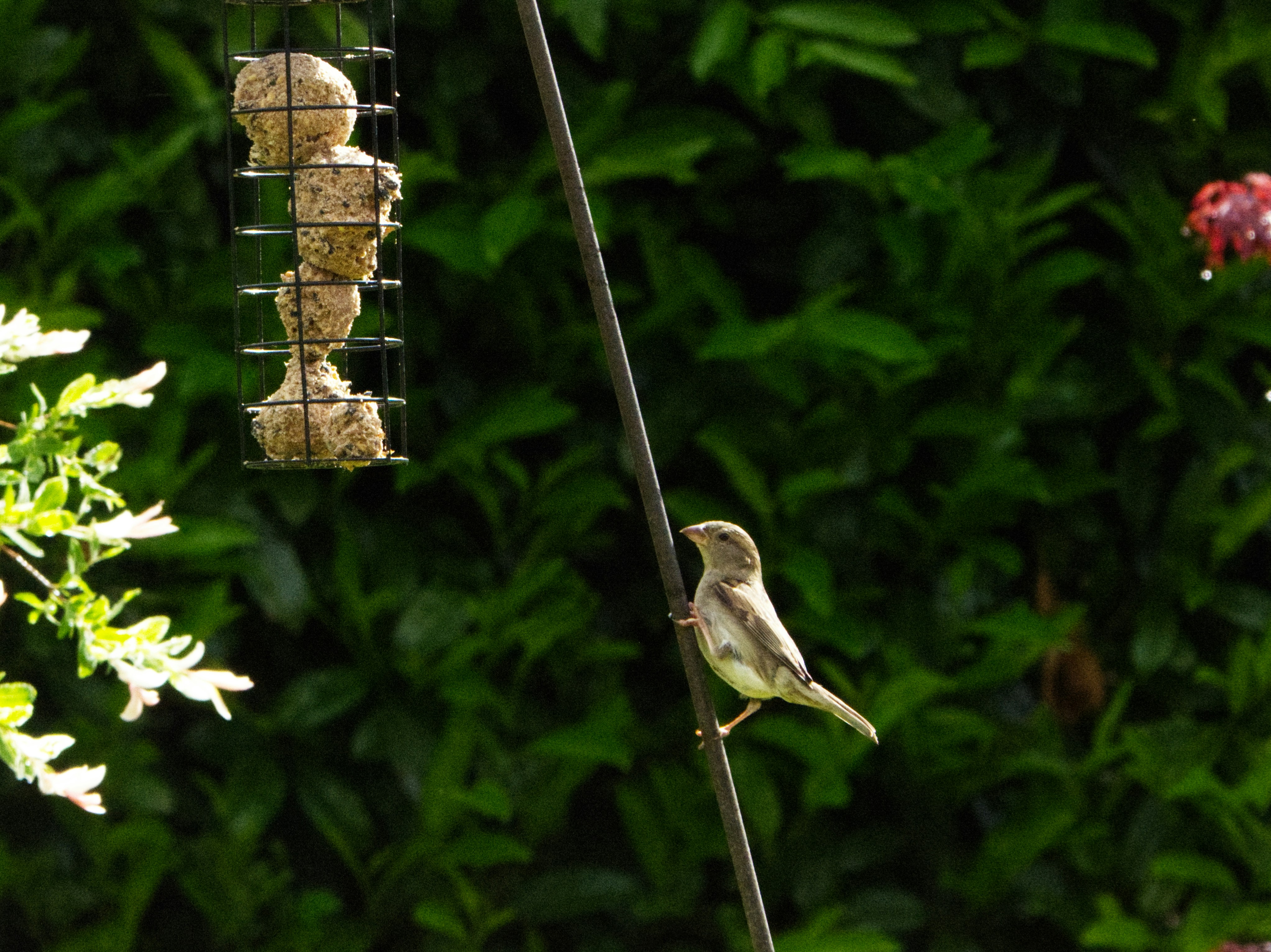 Small bird perched on a diagonal wire beside a seed cylinder feeder amid dense green foliage.
