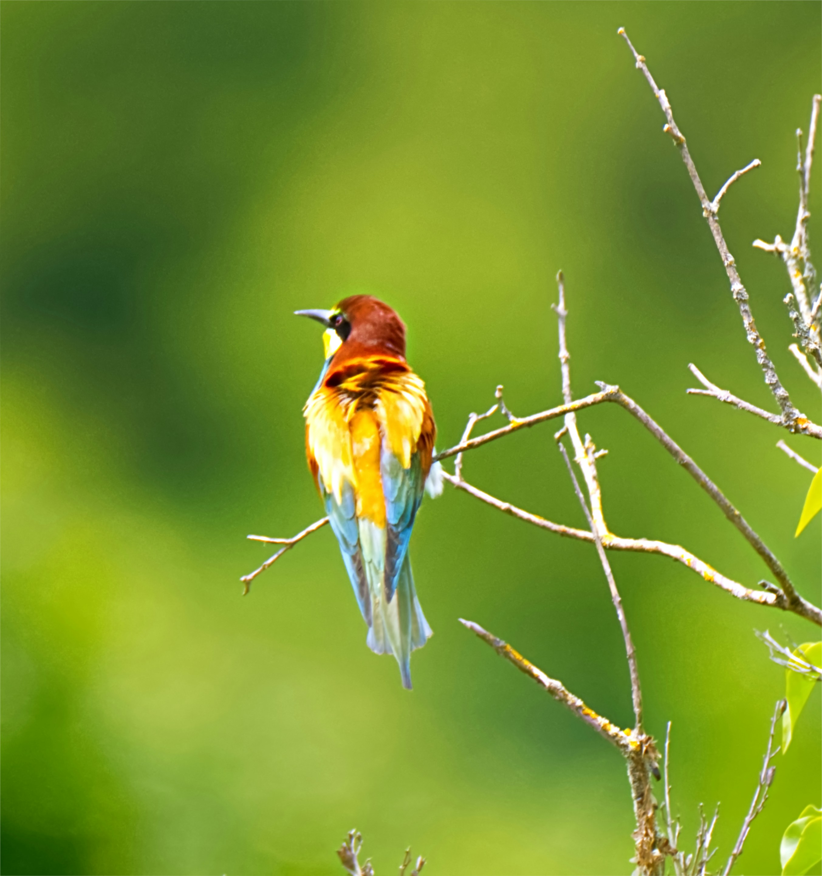 Sunlit Kingfisher in a Green Backdrop
