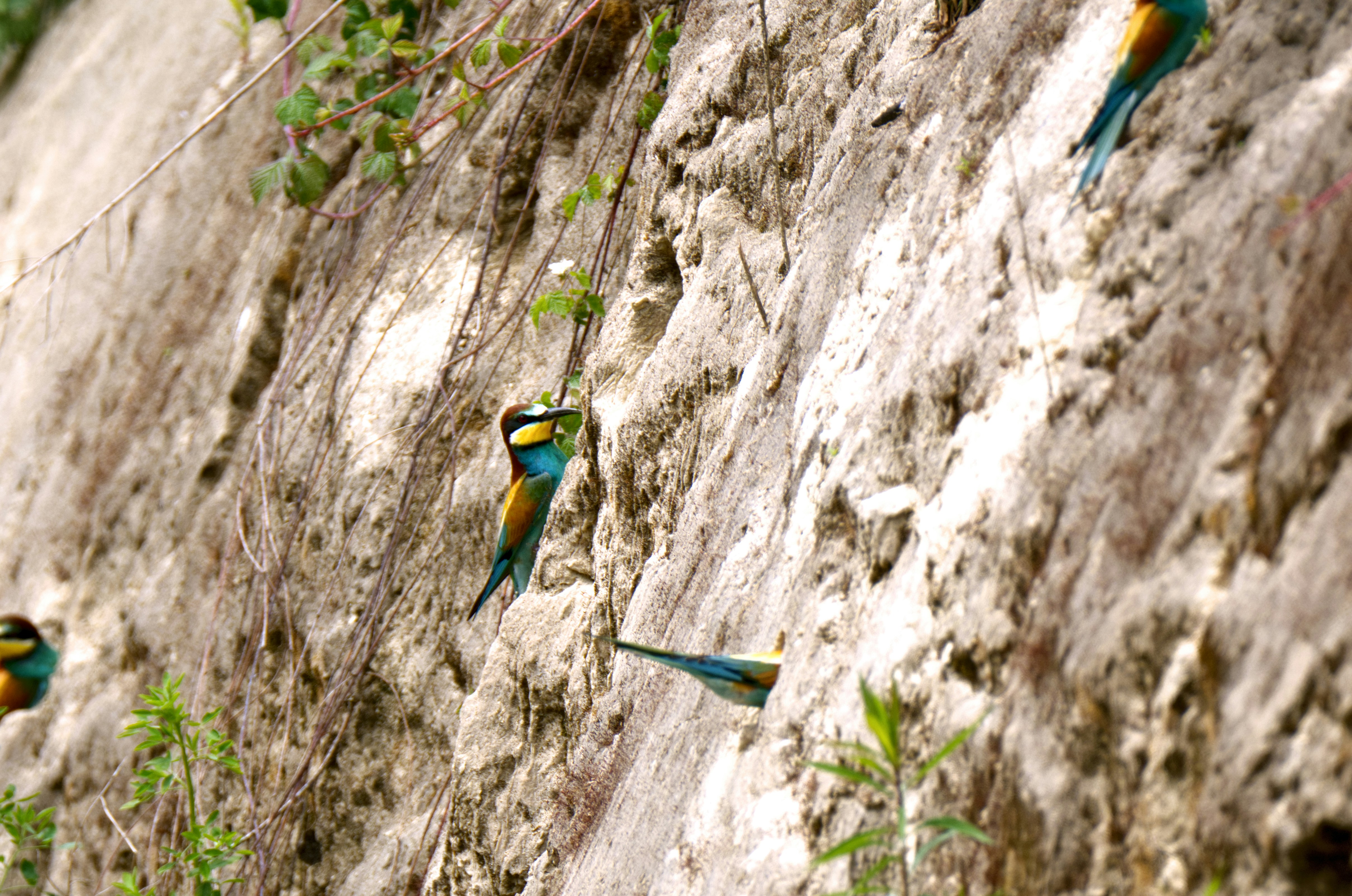 Aerial Blue-and-Orange Swallows Nesting Along a Weathered Cliff