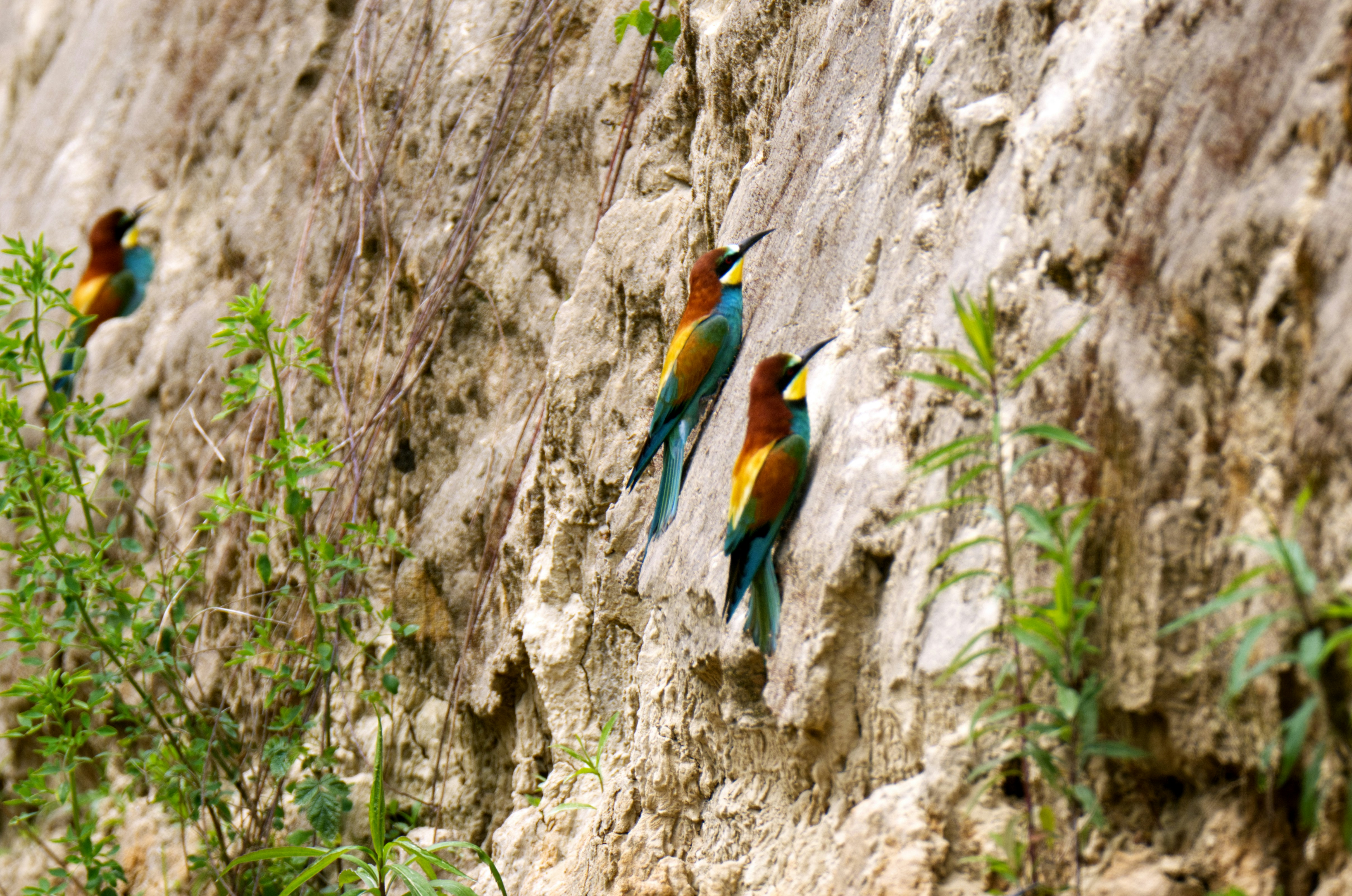 Two Kingfishers on a Rough Stone Backdrop