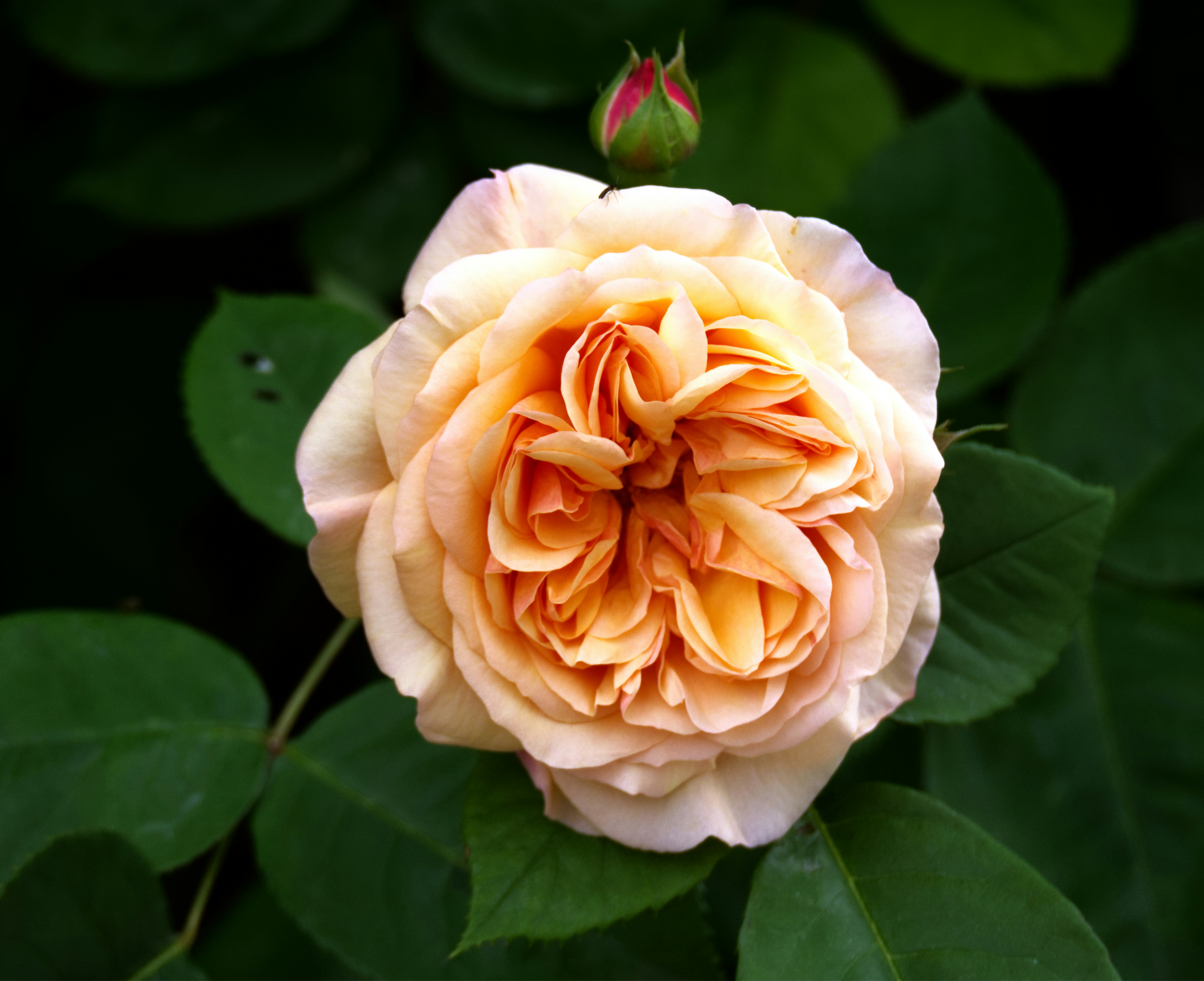 Peach Rose in Focus: A Soft Bloom Amid Dark Leaves